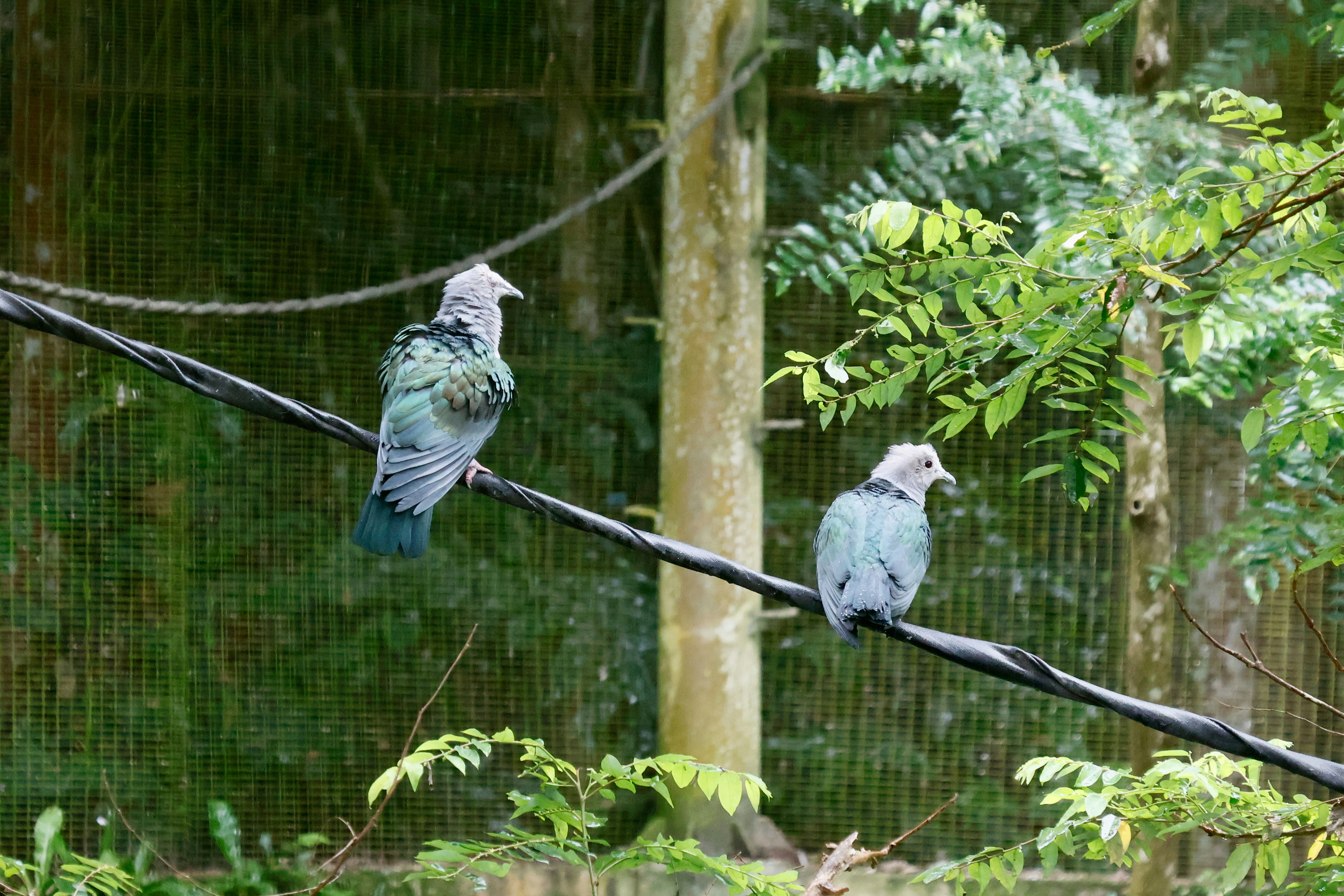 Two turquoise doves perched on a cable in a leafy enclosure