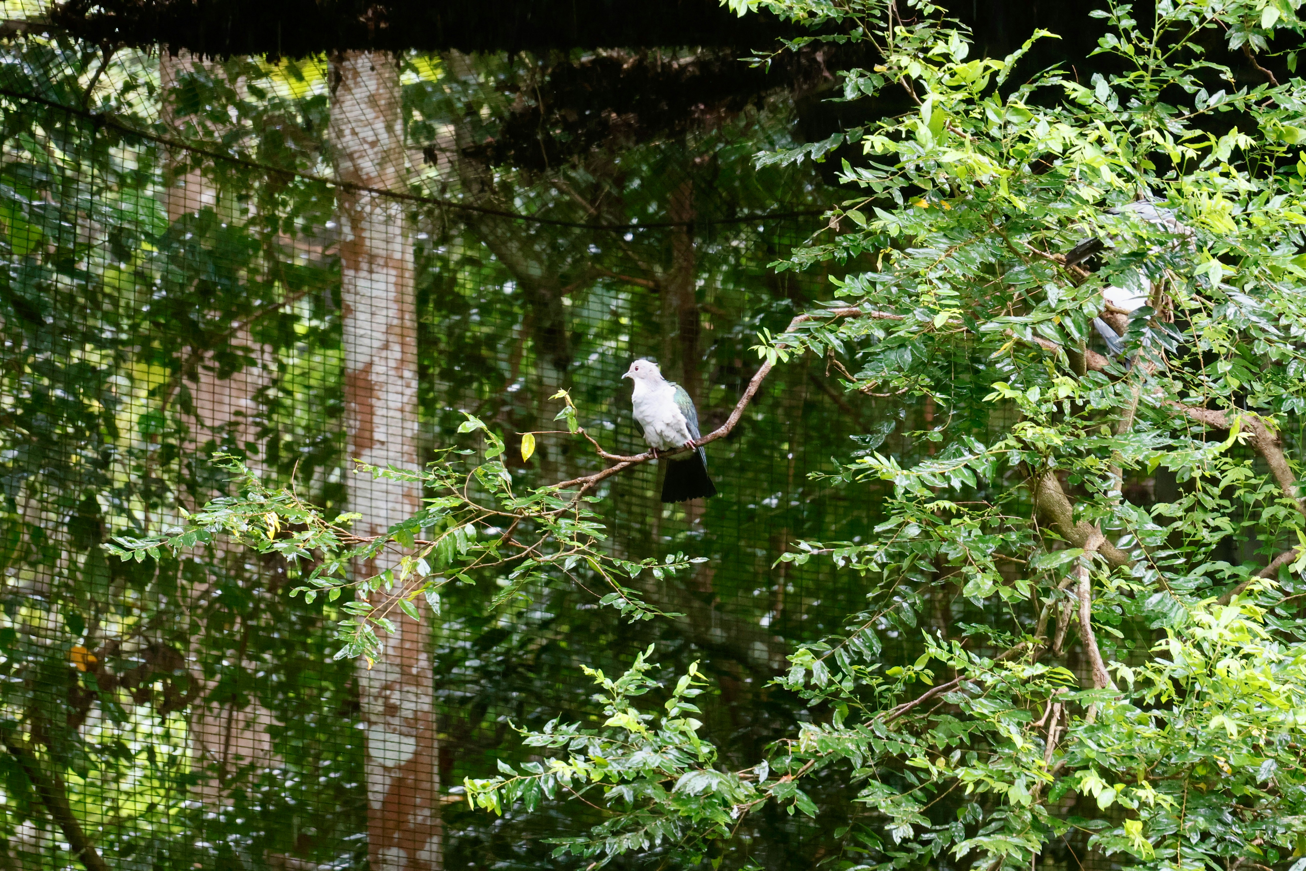 White Dove Amid Green Veil: A Solitary Perch in the Canopy