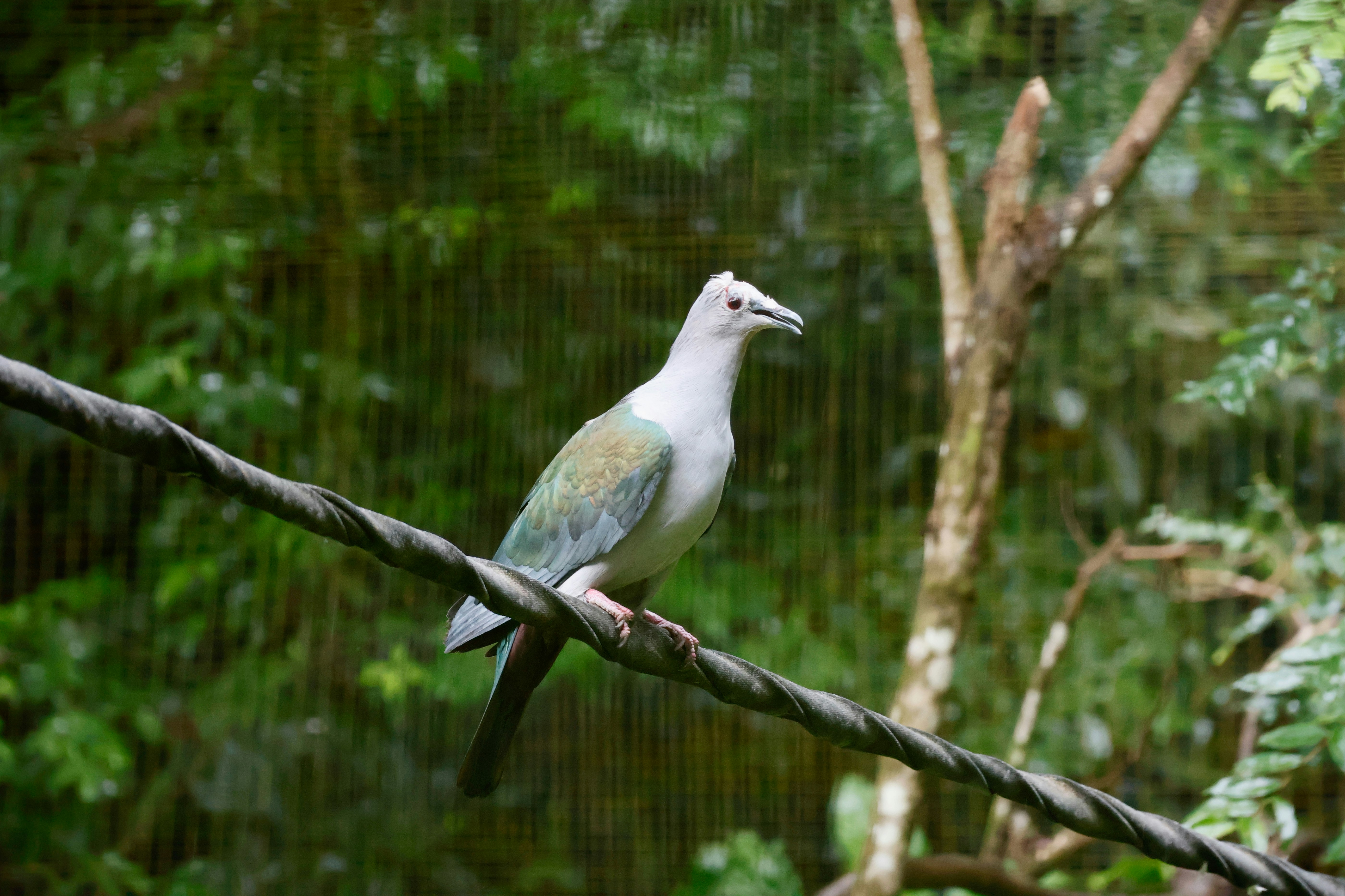 White-dove perched along a weathered rope in a rain-kissed forest