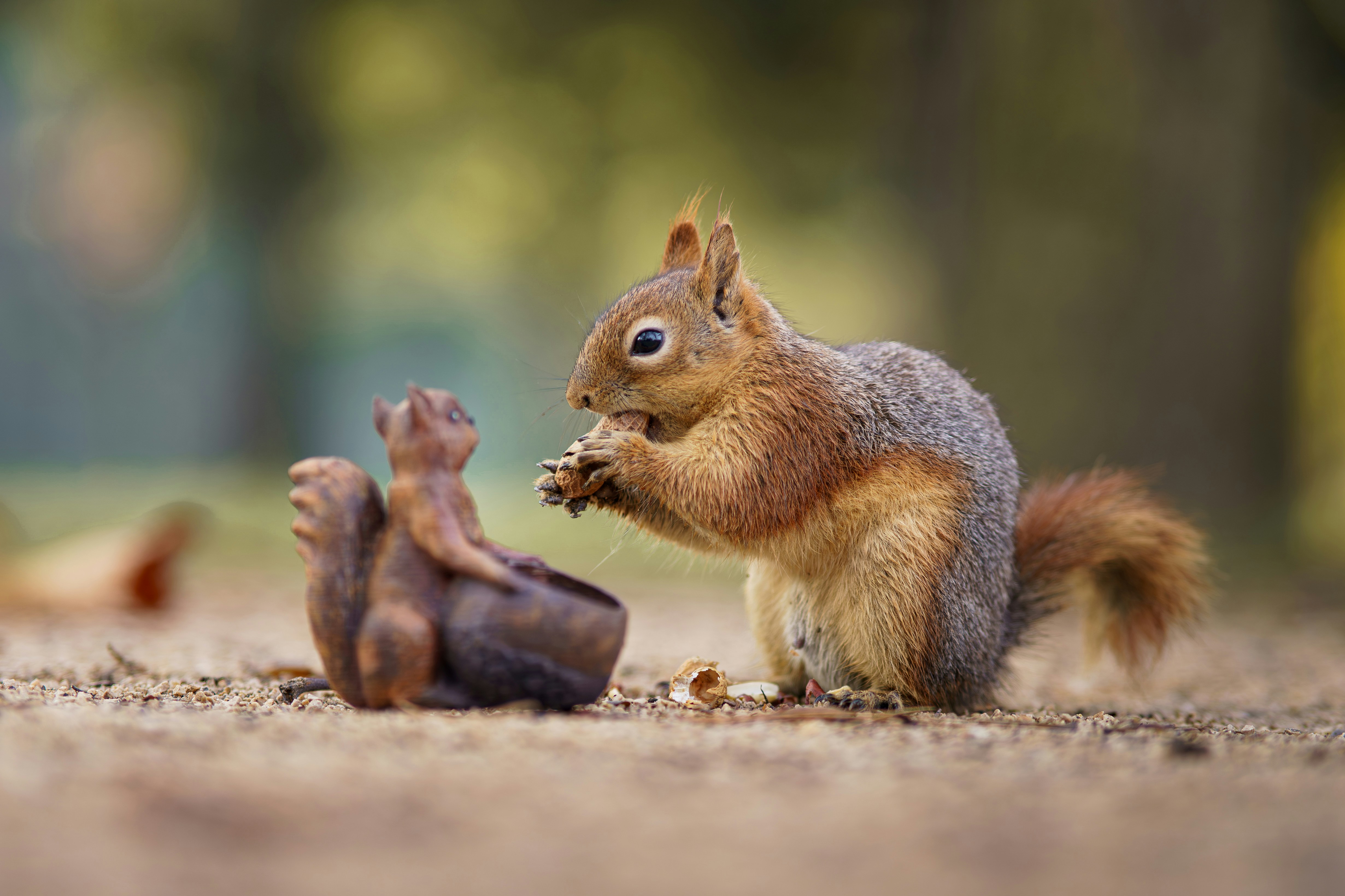 Nut-Paused Encounter: A Squirrel Deliberates a Snack