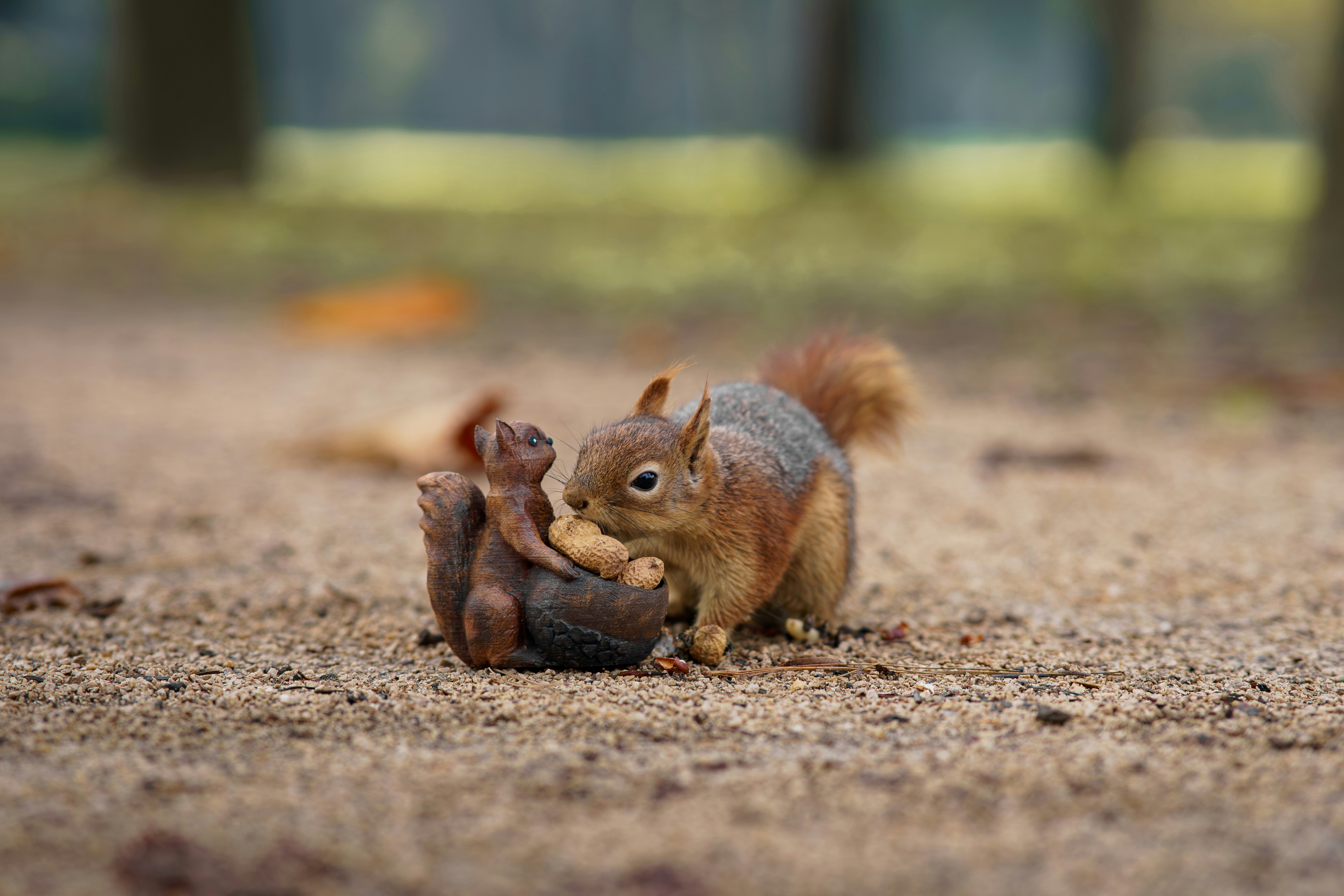 Nut-Sniffing Moment: Squirrel and Acorn Set Against a Quiet Park Path
