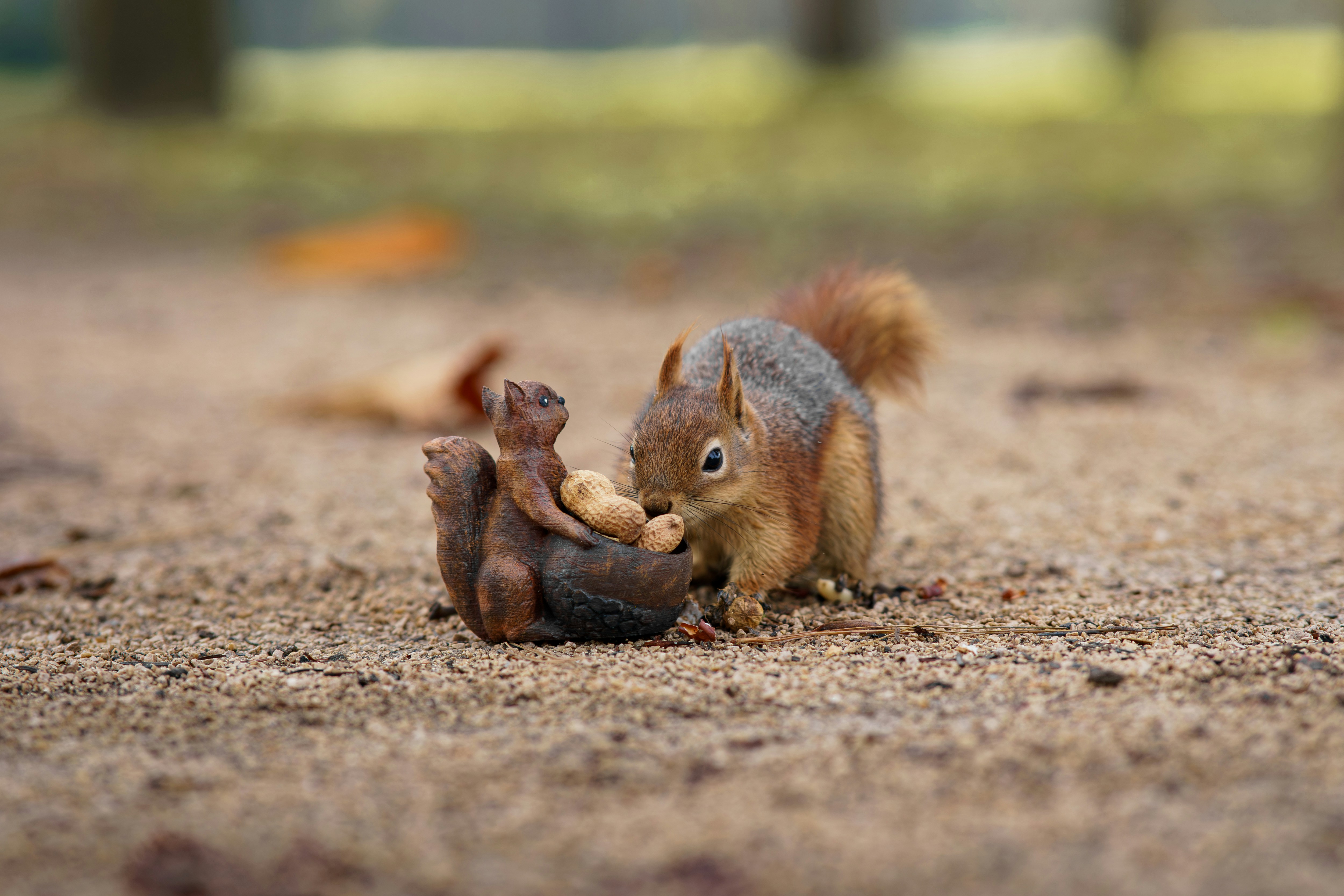 Nutty Standoff: A Squirrel and Squirrelling Share a Nut