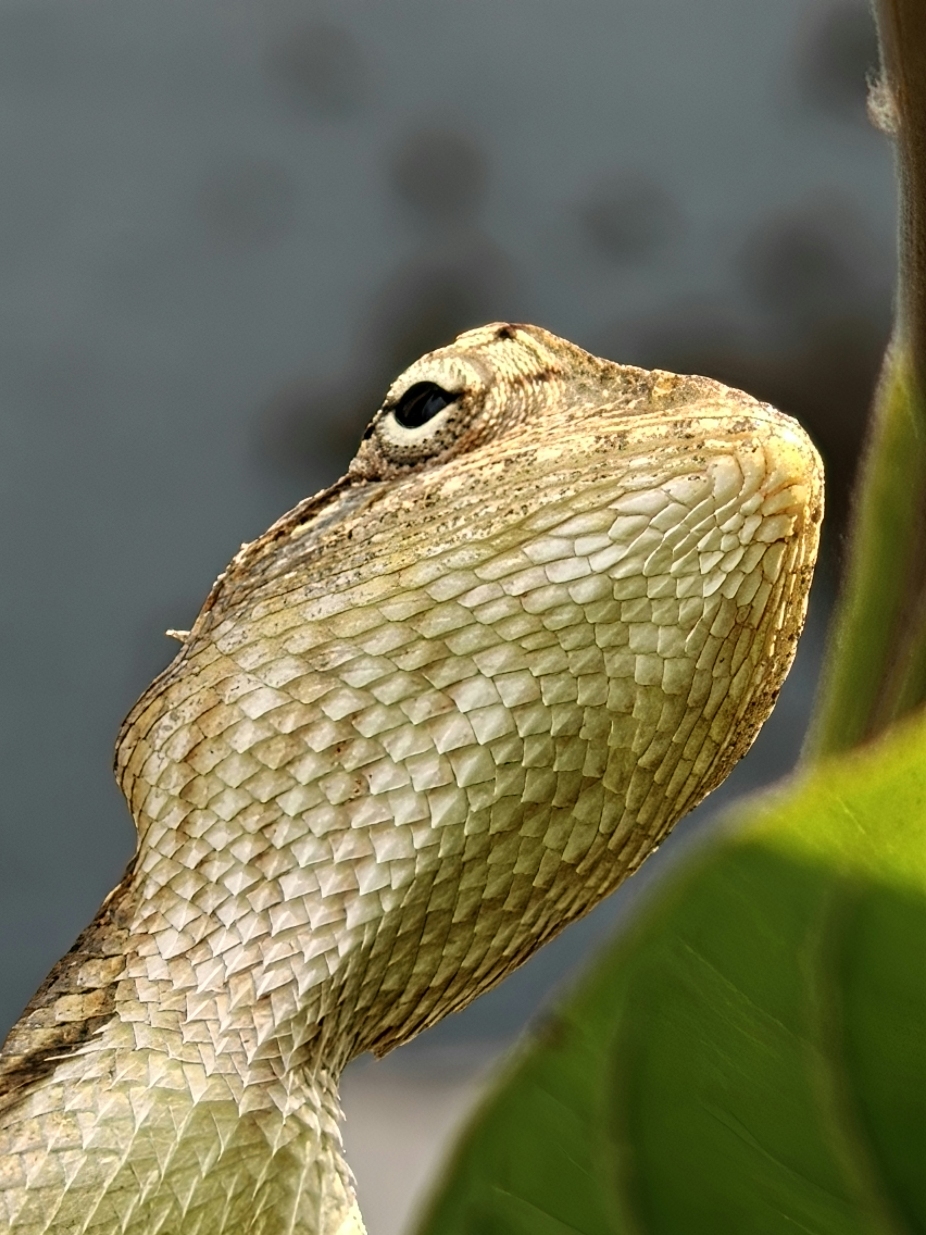 Hovering Gaze: A Close-Up of a Lizard’s Scaled Majesty