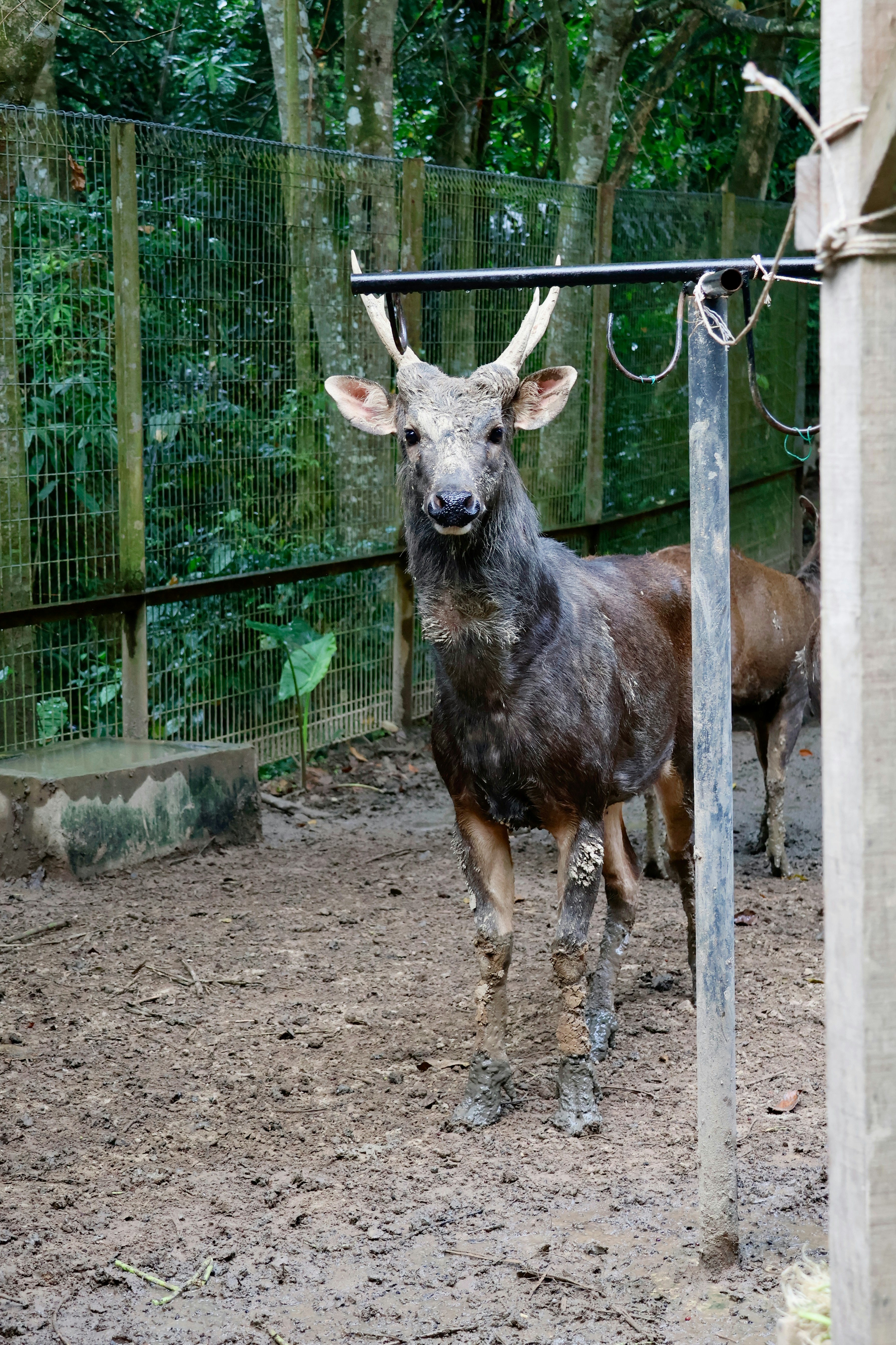Sturdy deer in a shaded enclosure watches the viewer