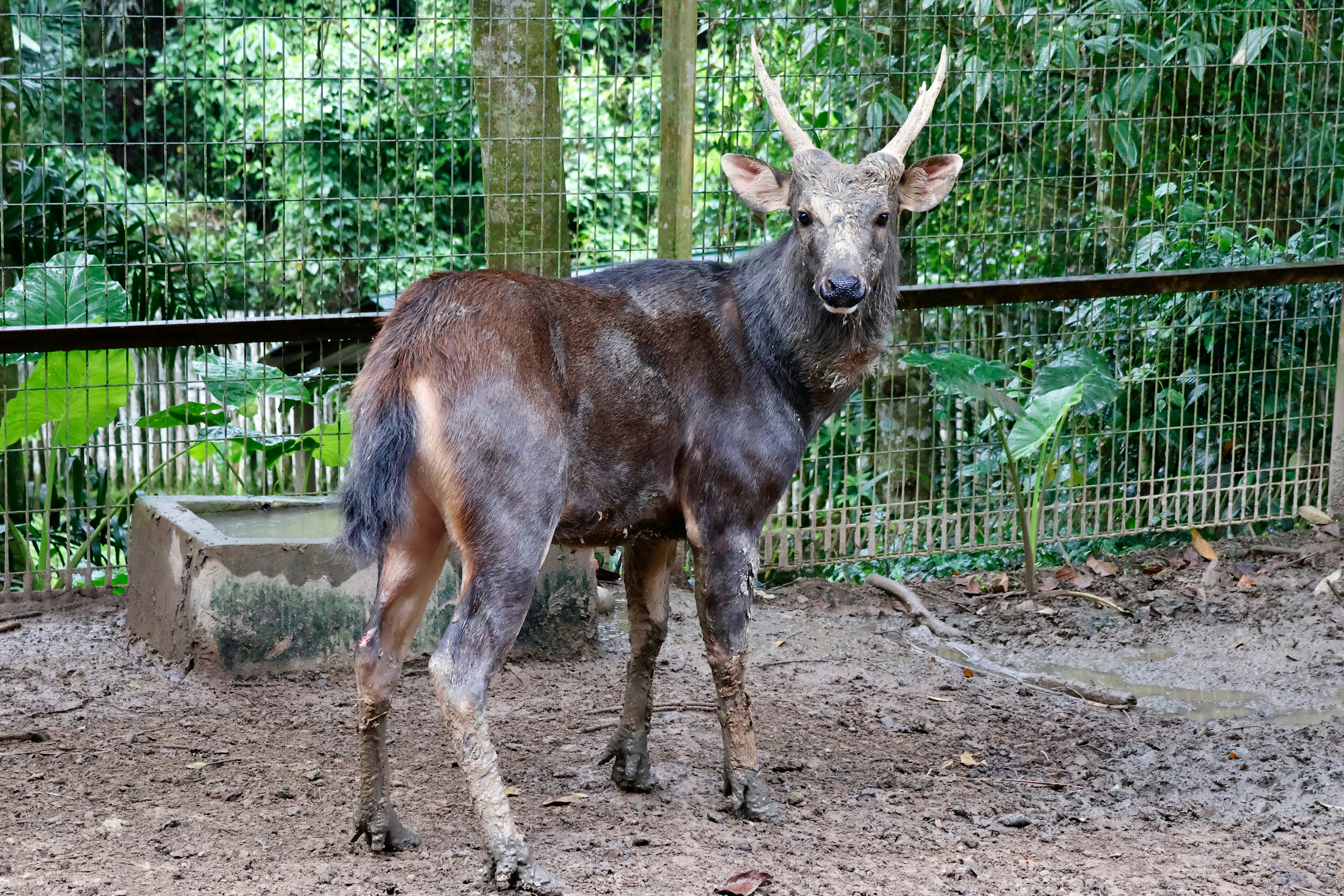Confident Fawn-Eared Presence: A Red-Brown Deer in Enclosure