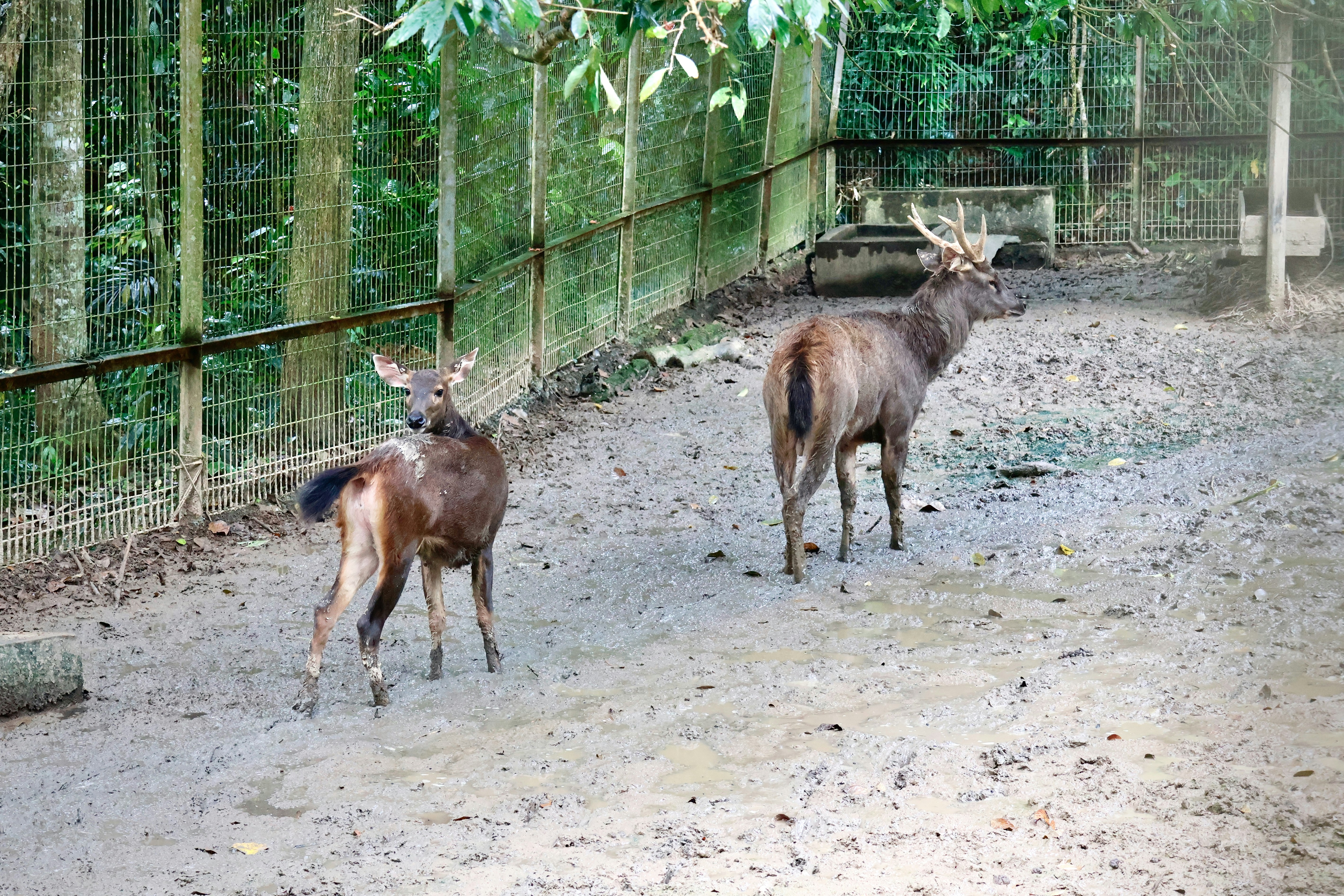Two shy deer in a muddy enclosure beneath a leafy canopy