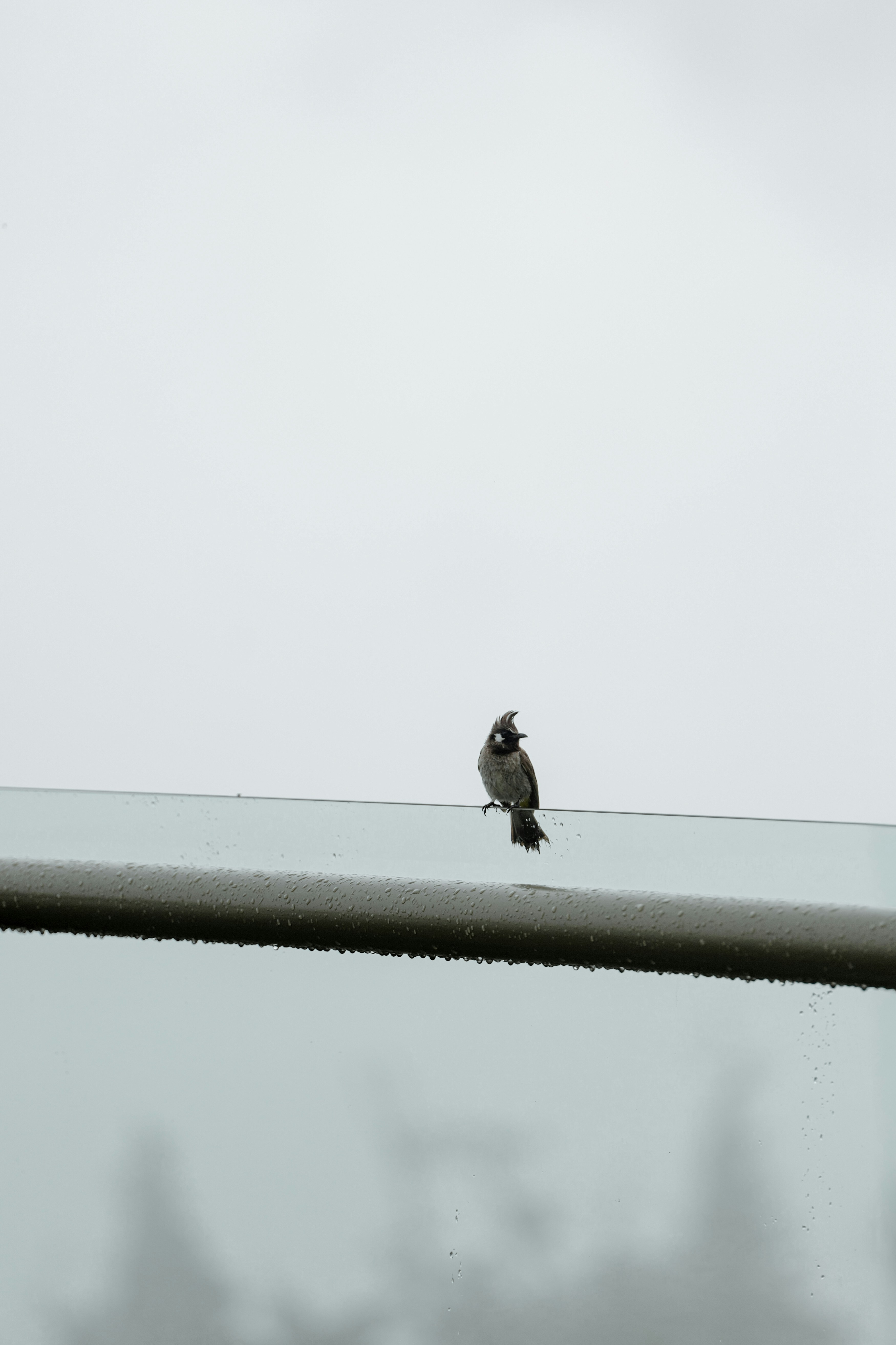 Sparrow on a Glass Rail: Quiet Moment Against a Misty Sky