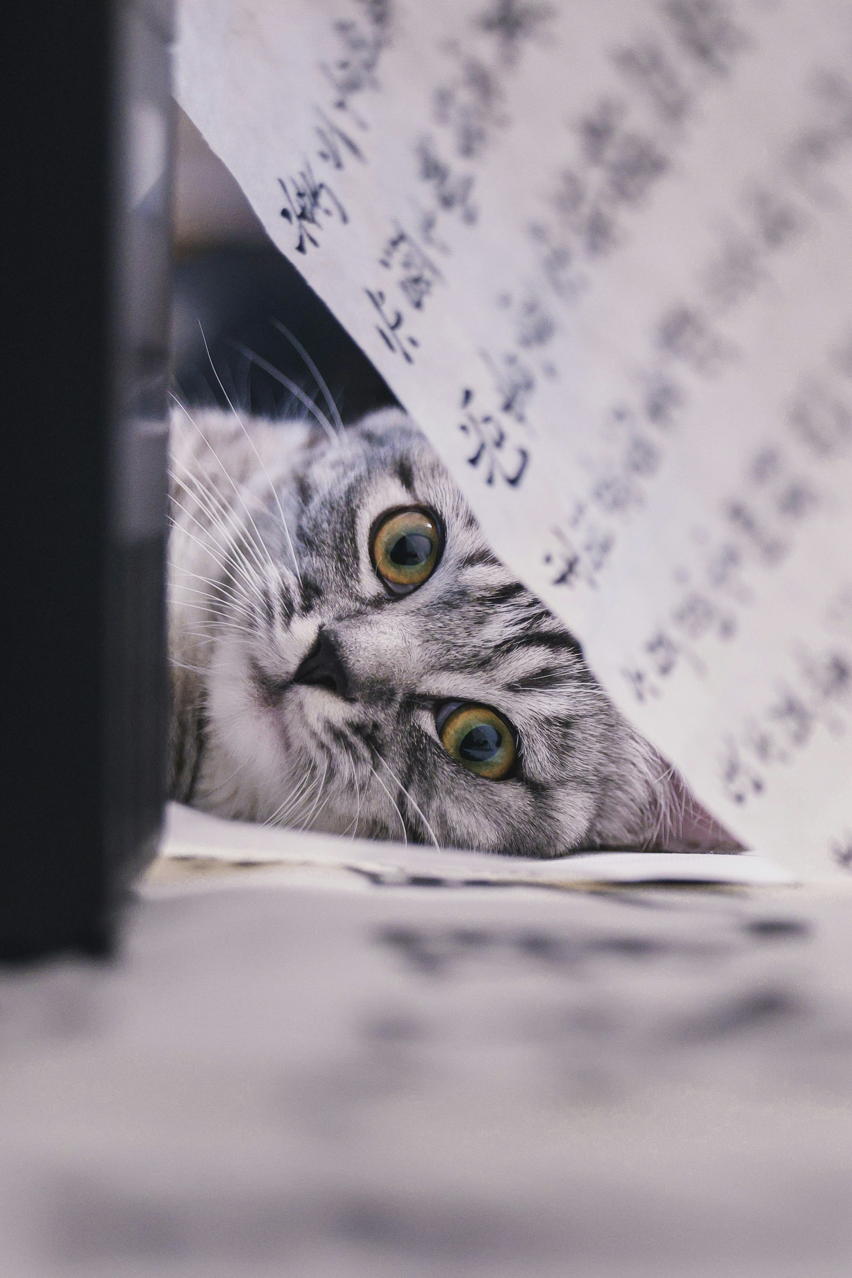 Hidden Peek: A Curious Cat Under the Paper Curtain