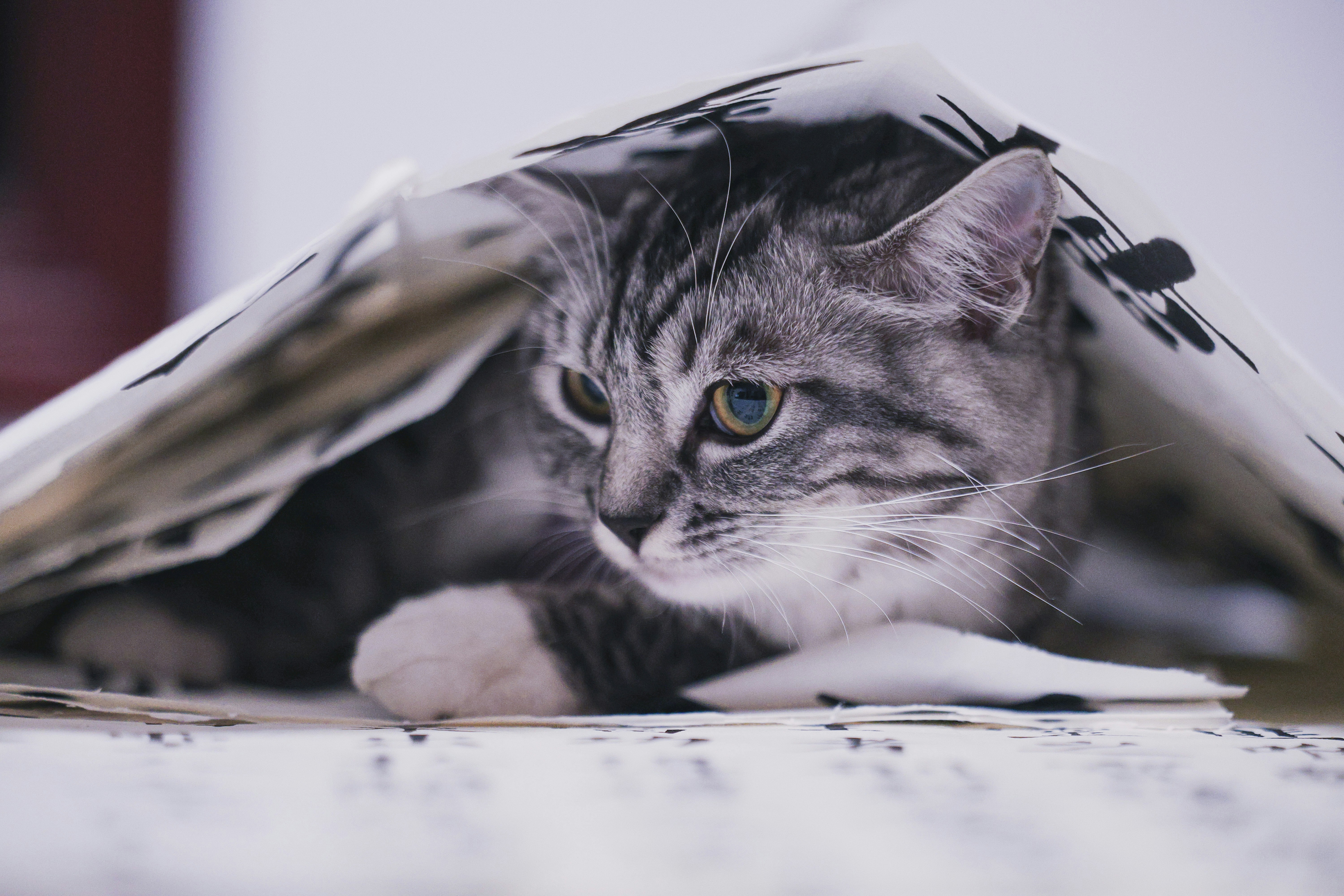 Cat nestled under a torn paper canopy, peering out with curious amber eyes