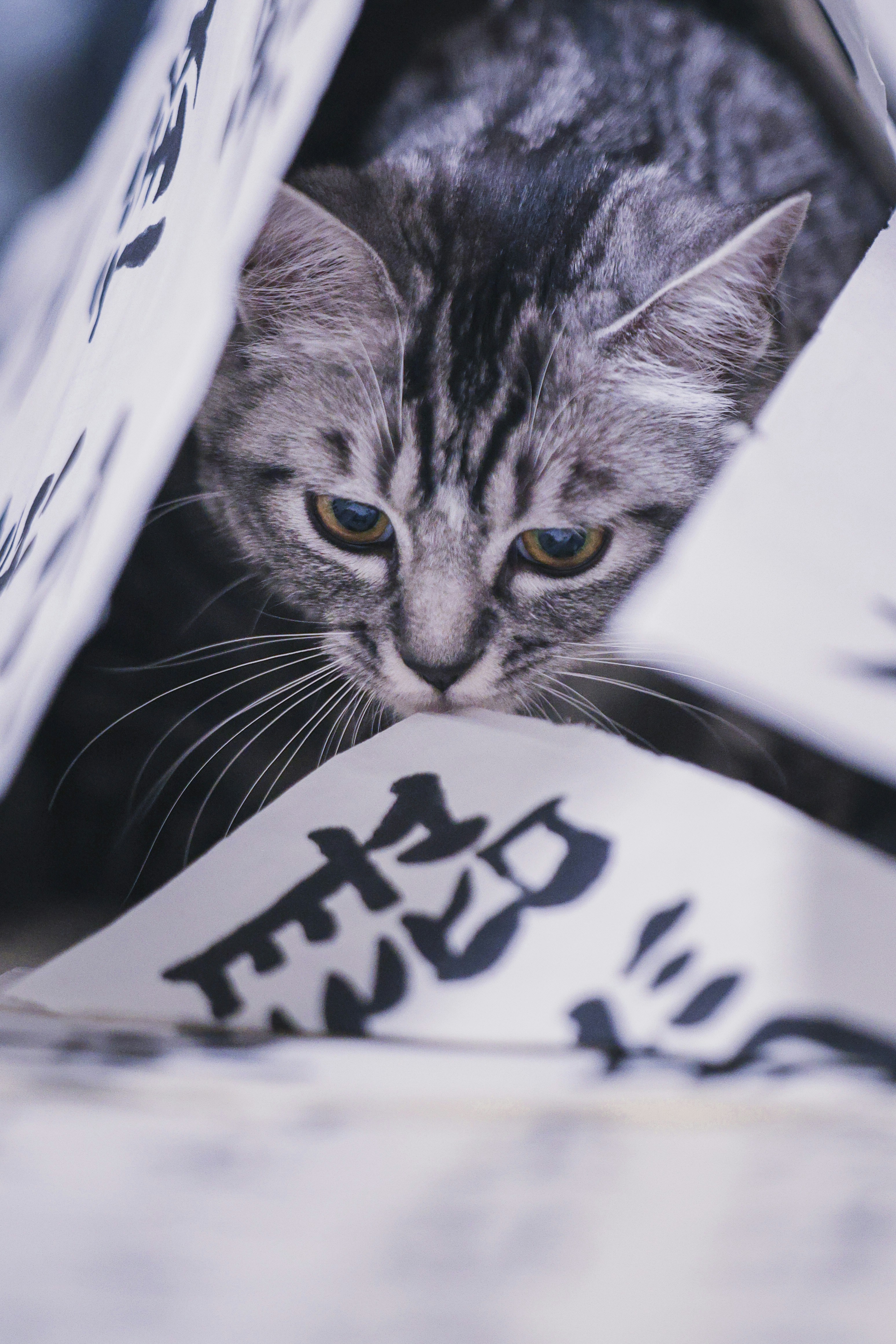 Curled in Cardboard: A Cat’s Quiet Gaze Through Printed Corridors