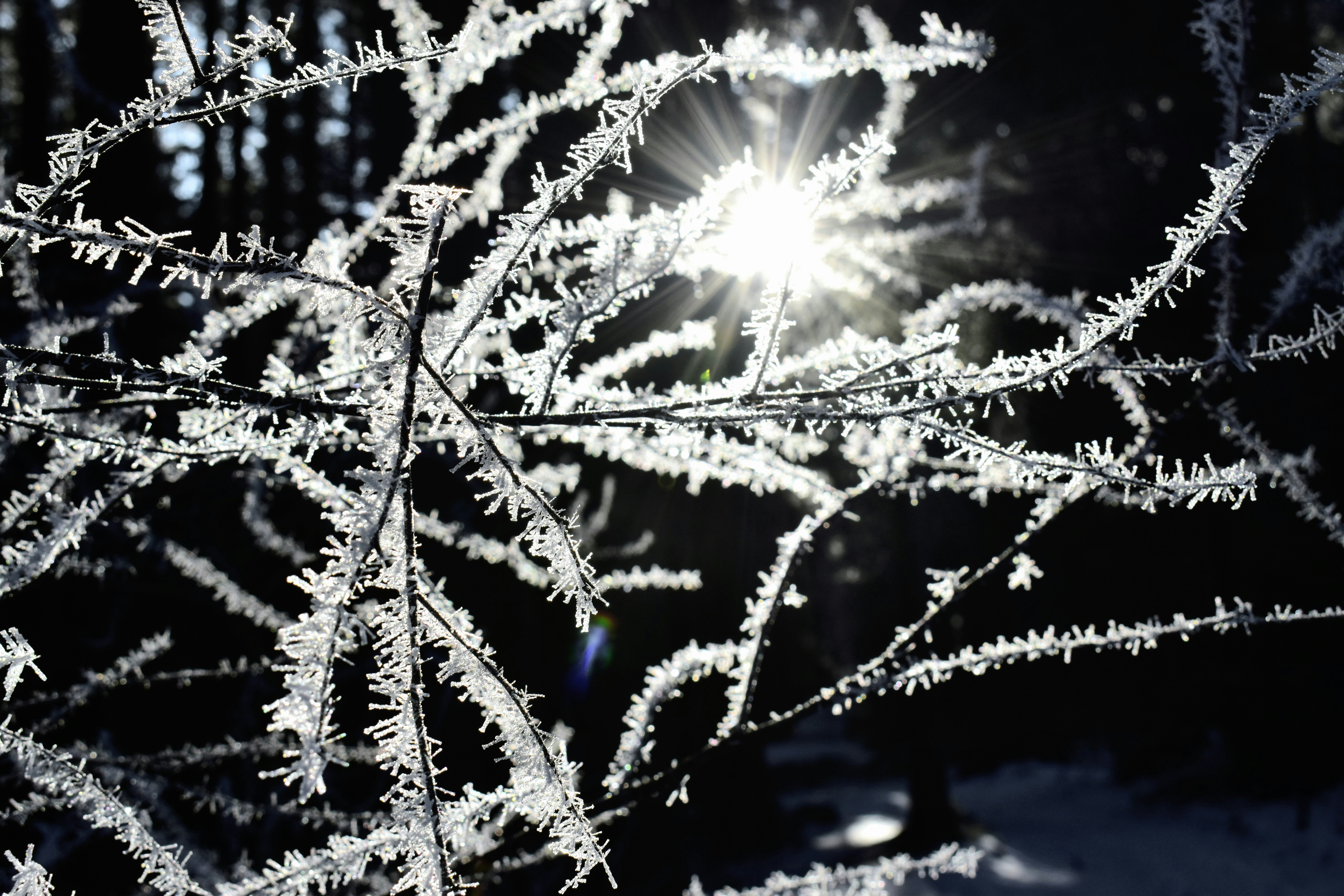 Winter Frost Radiance on Sunlit Branches