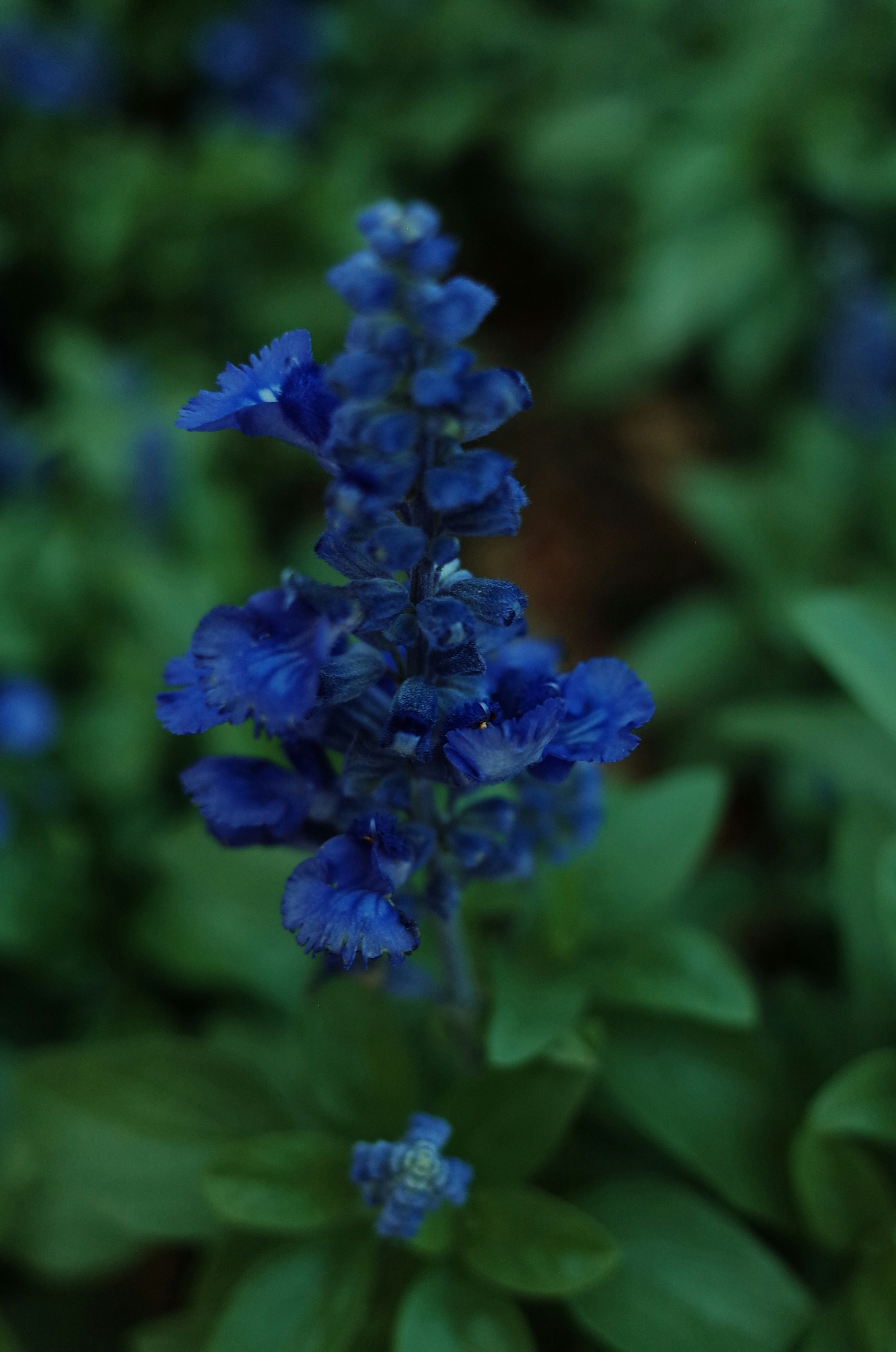 Midnight Bloom: A Cobalt Spike in a Quiet Garden