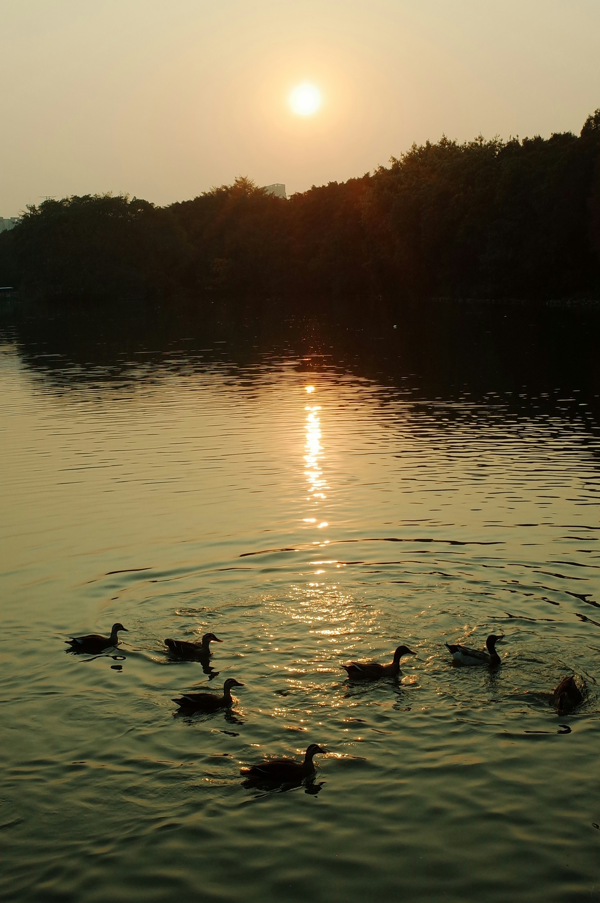 Sunlit Ducks on a Serene Lake at Dusk