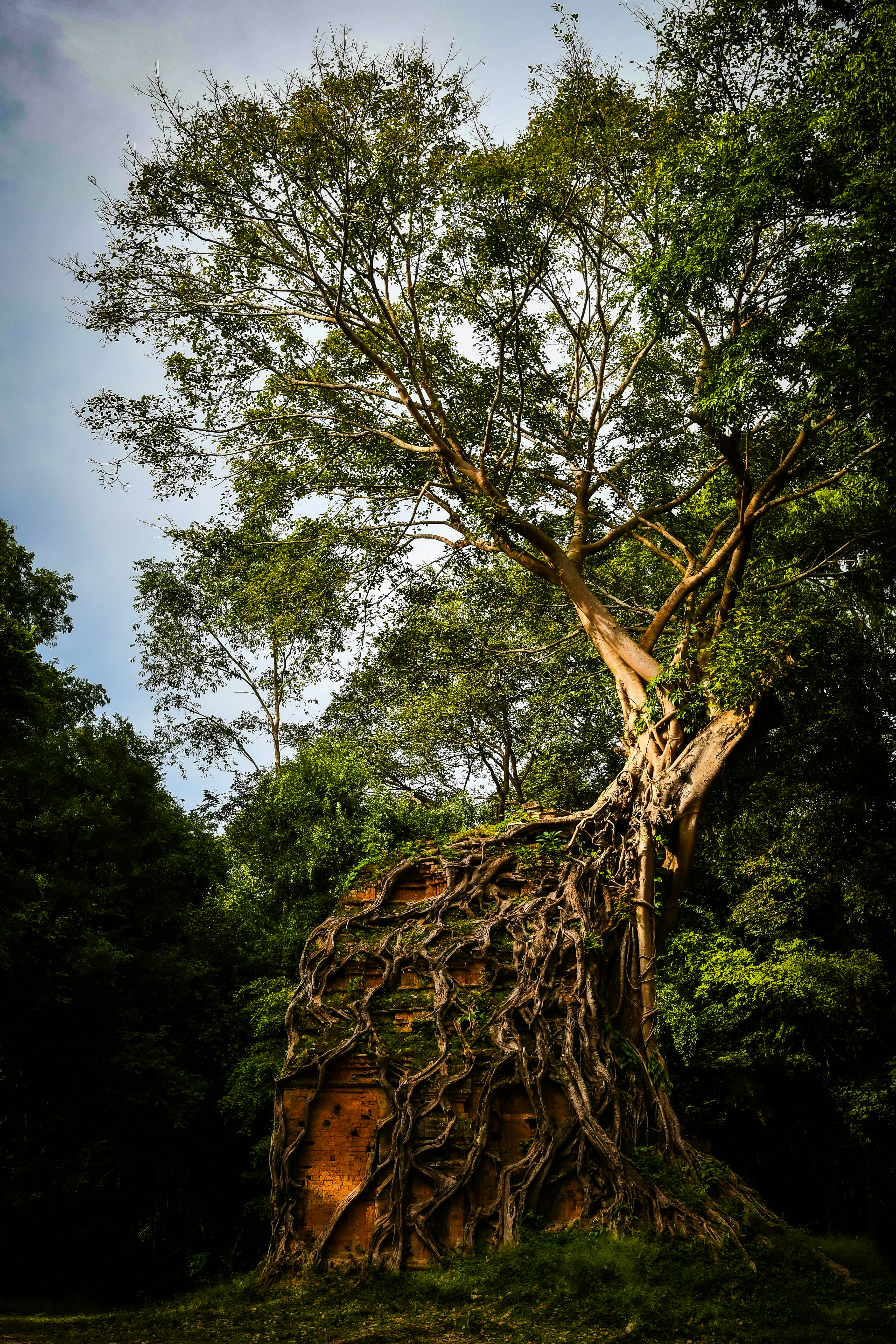 Ancient Roots and a Tree’s Crown: Structure Reclaimed by Vines