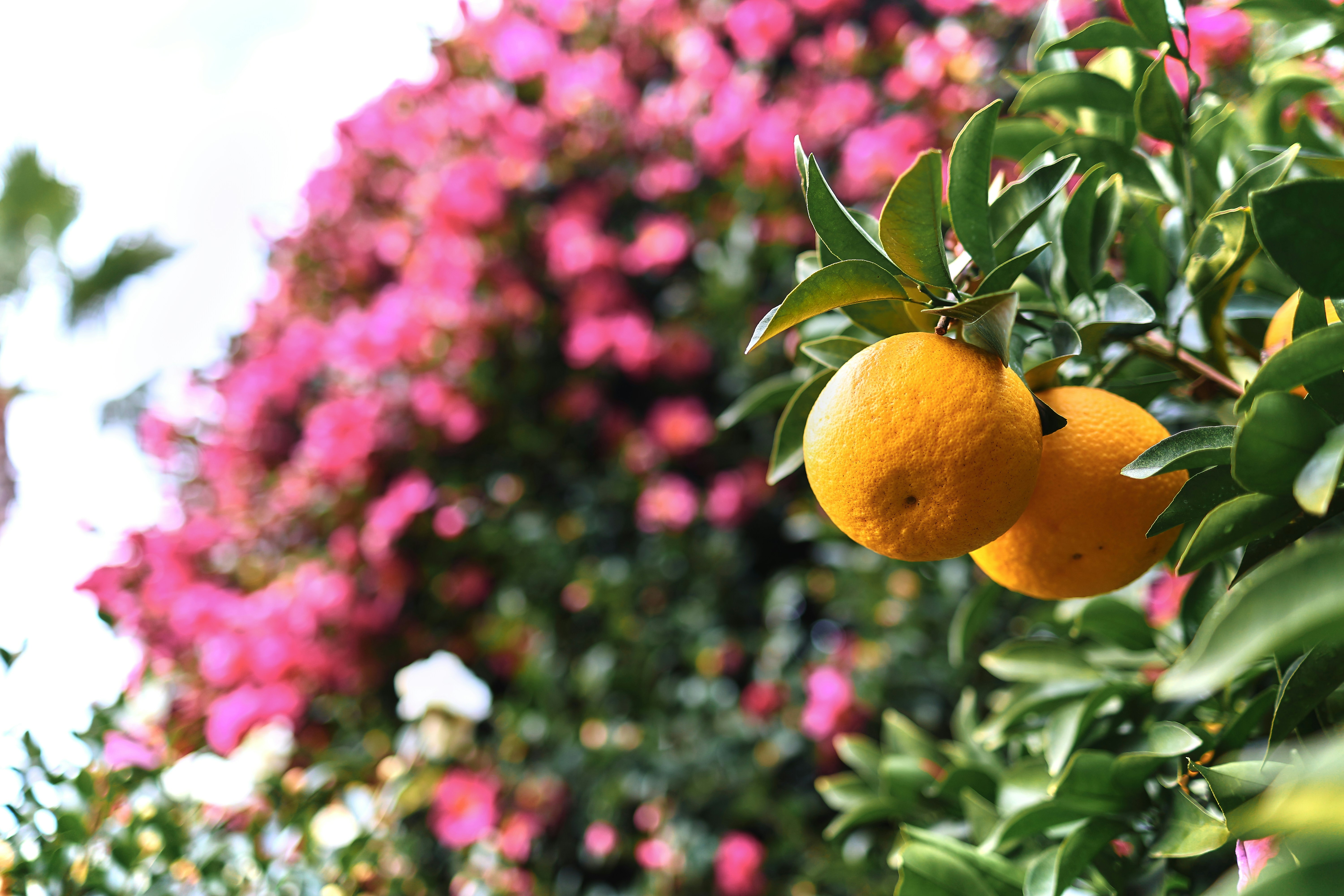 Sun-kissed Oranges on a Lush Citrus Branch
