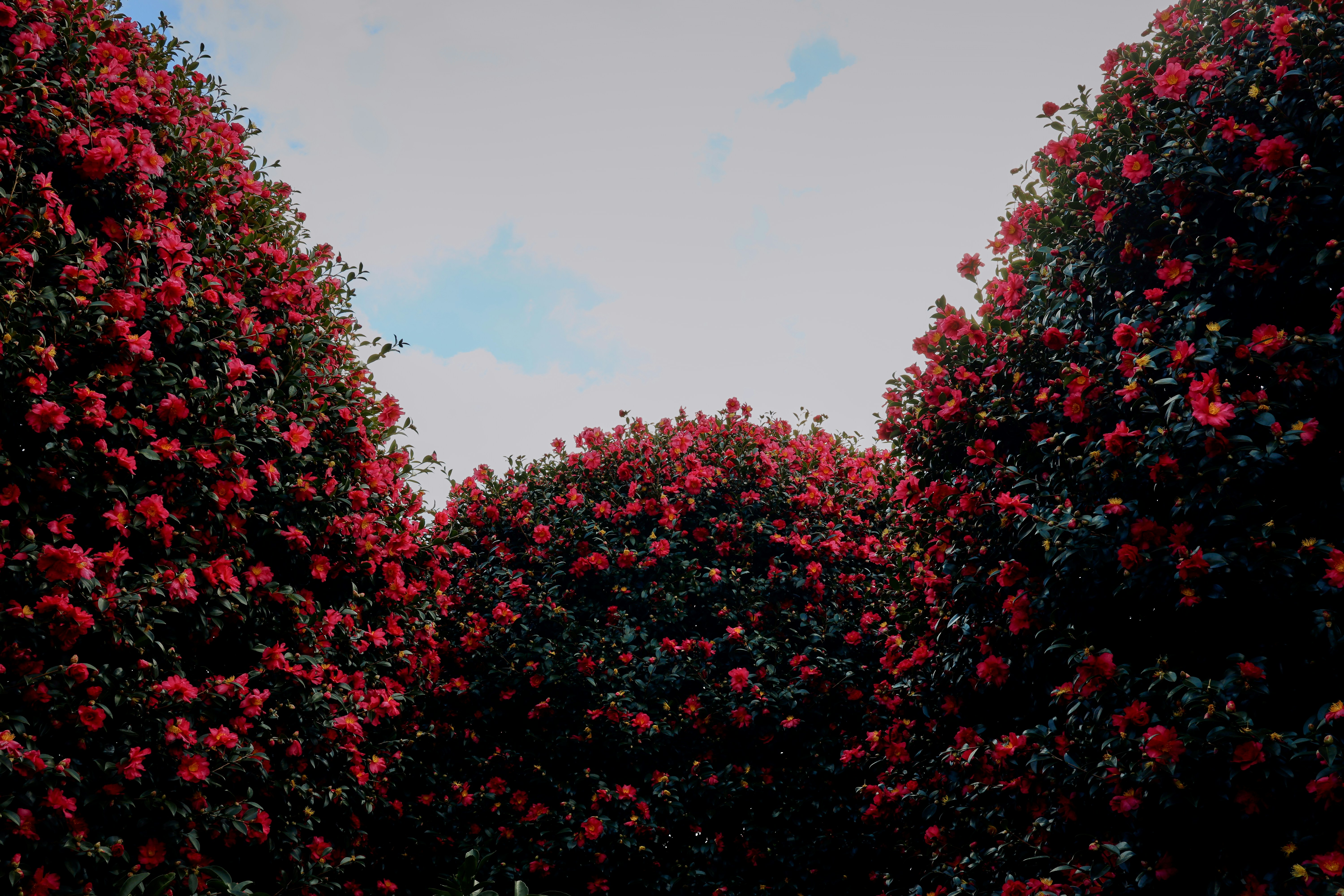 Bushes of Crimson Bloom Framing a Narrow Sky