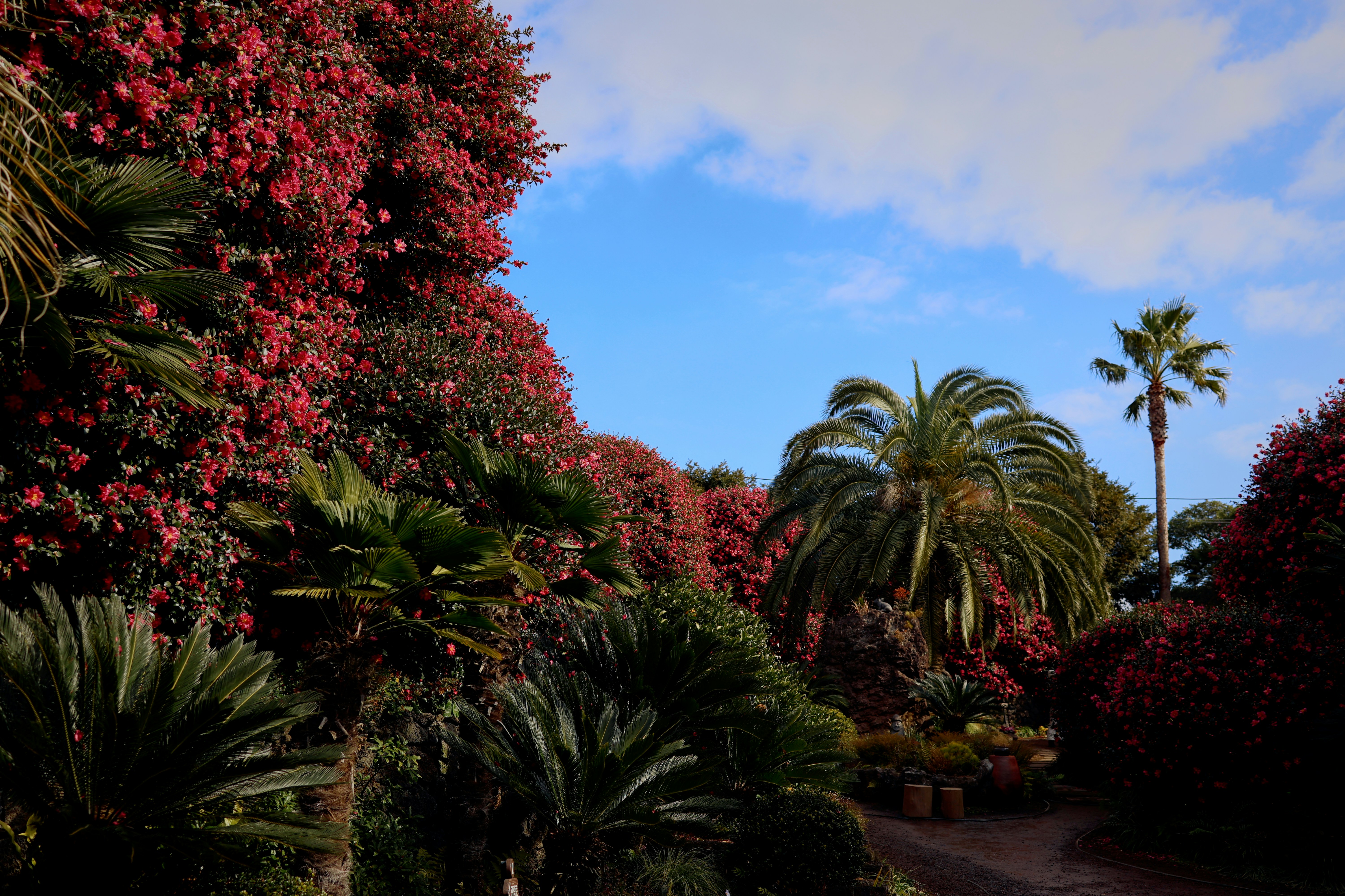 Cascading Foliage Along a Sunlit Path