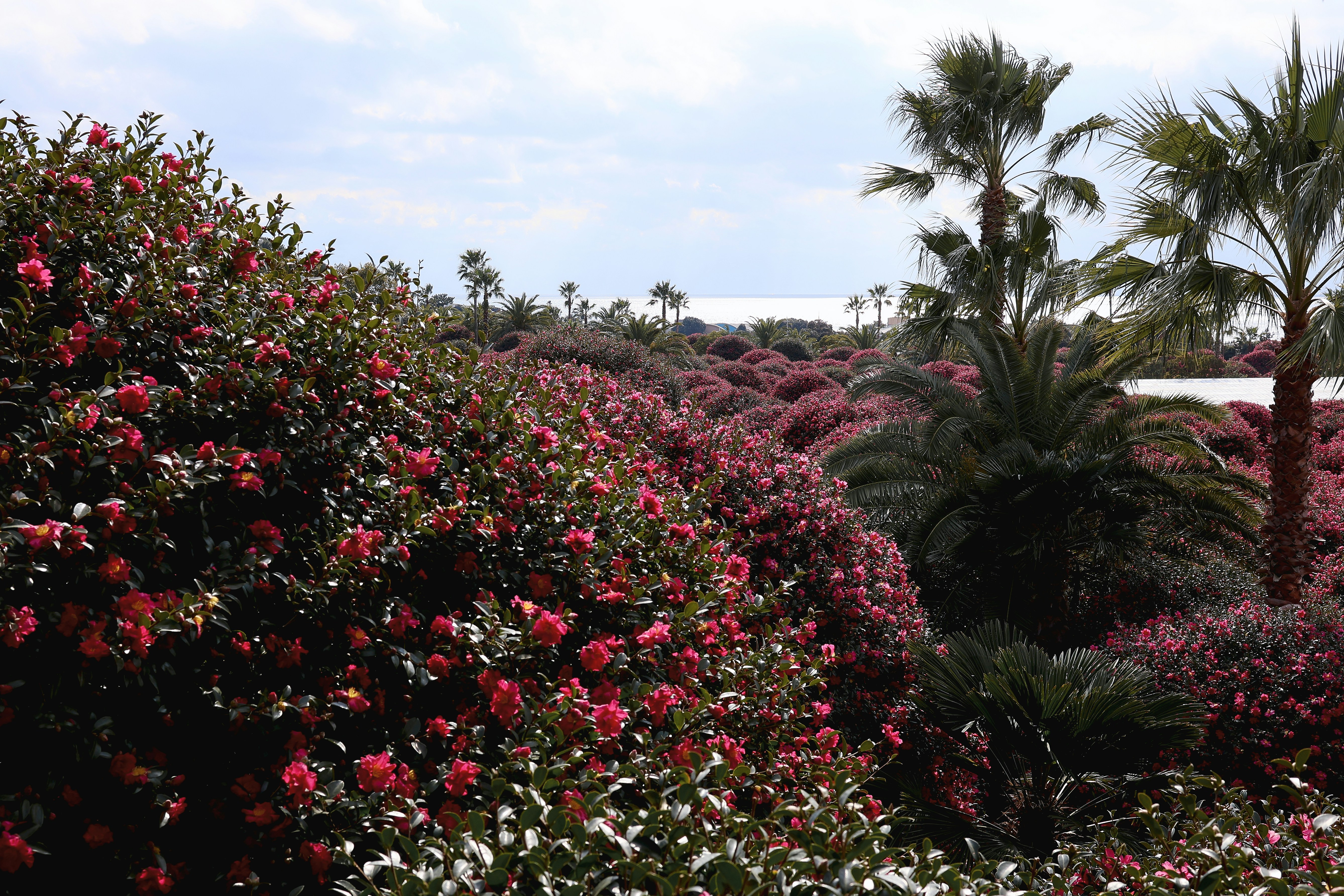 Floral Sea Under Coastal Skyline