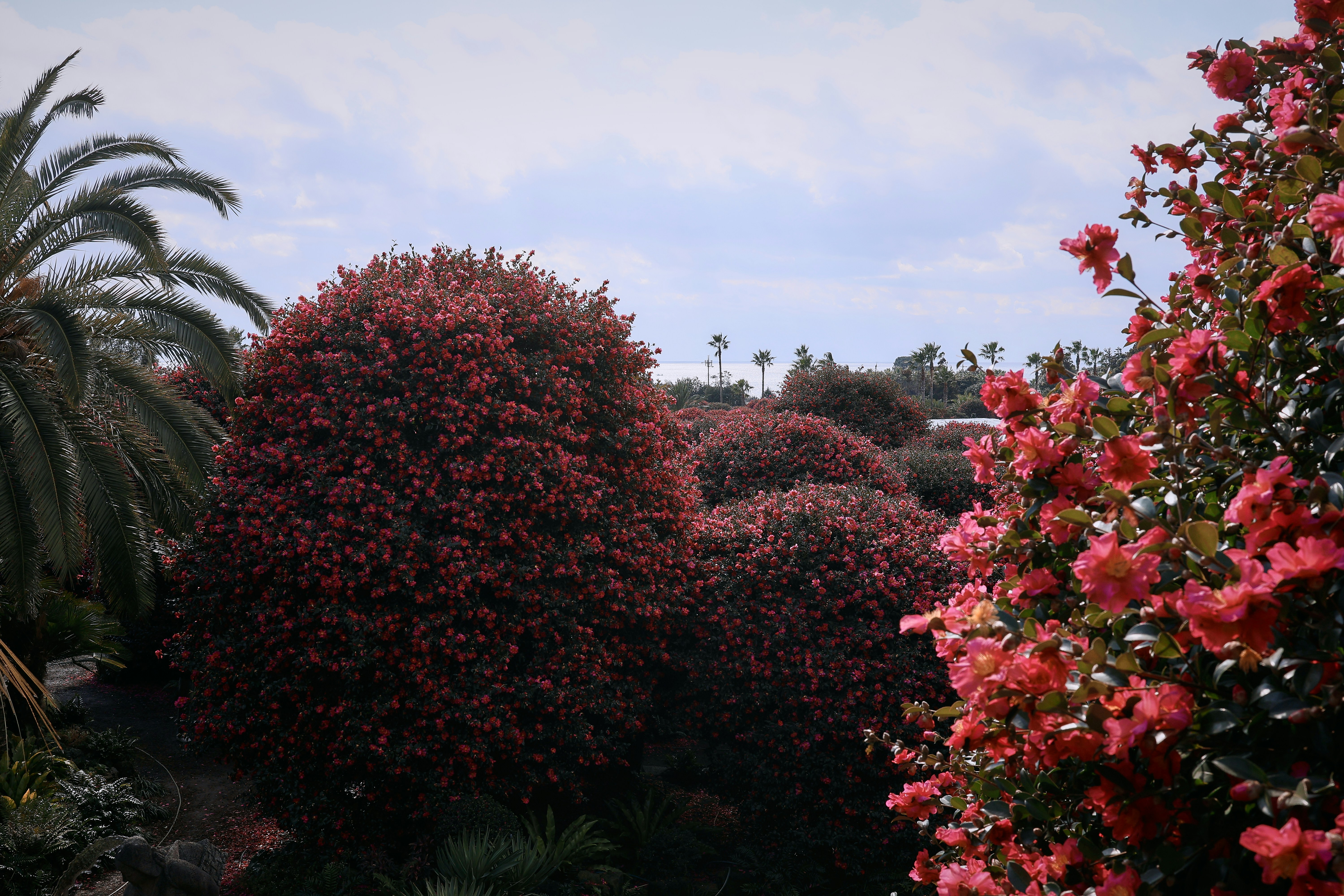 Crimson Bloom Orchard: A Rambled Garden in Dusk Light