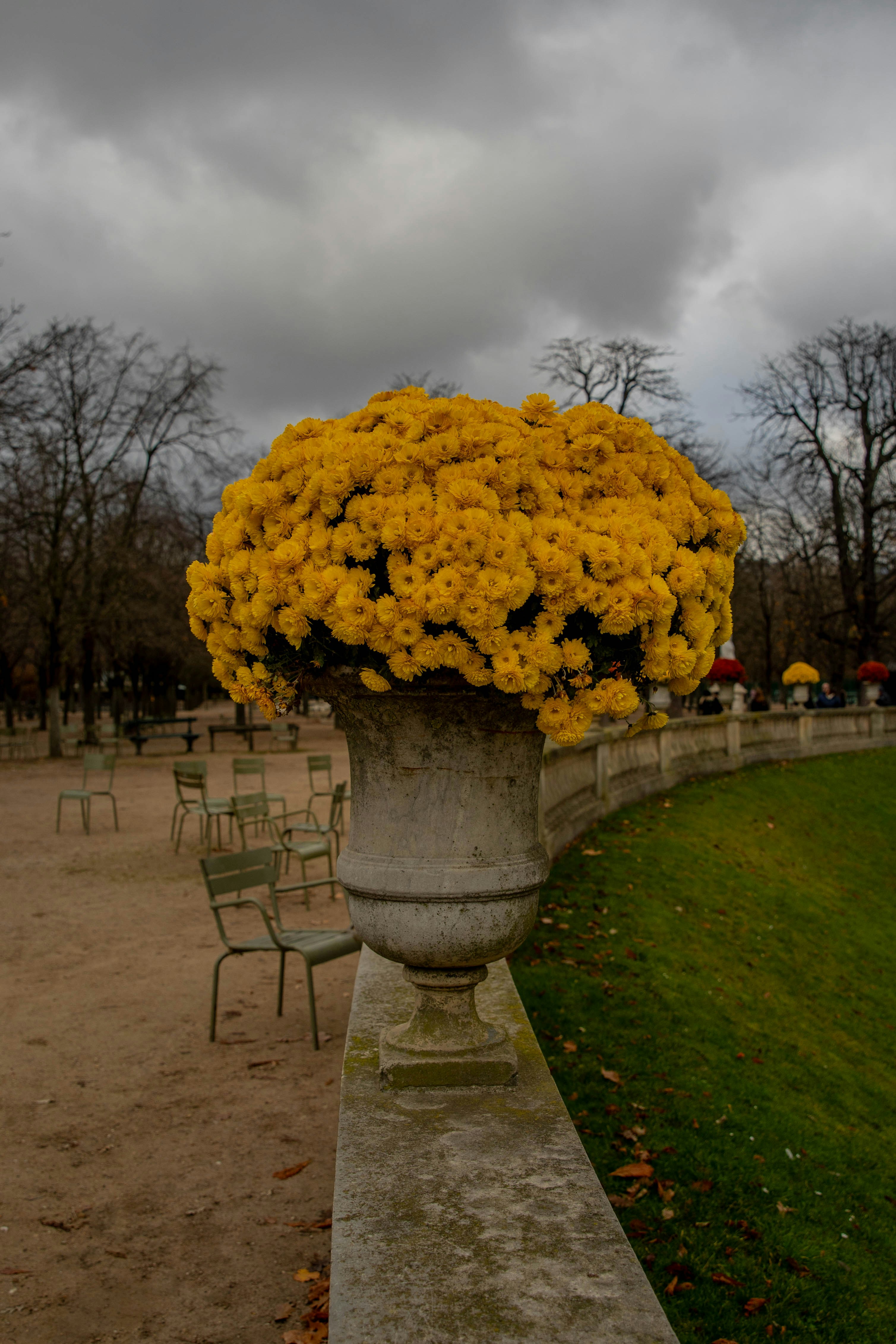 Golden Arboretum: A Crown of Chrysanthemums Over Stone Terracotta