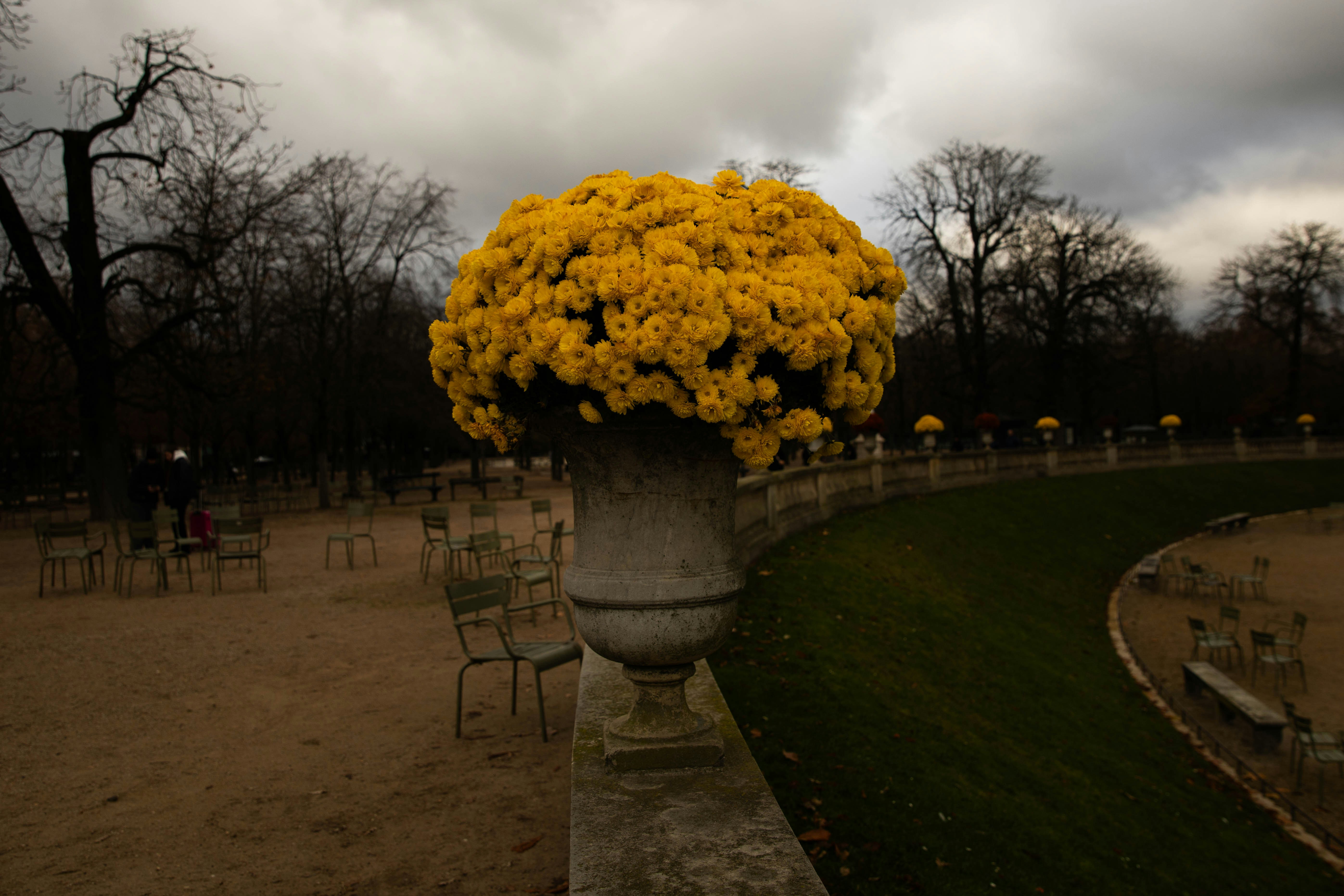 Golden Chrysanthemums on a weathered pedestal at park edge