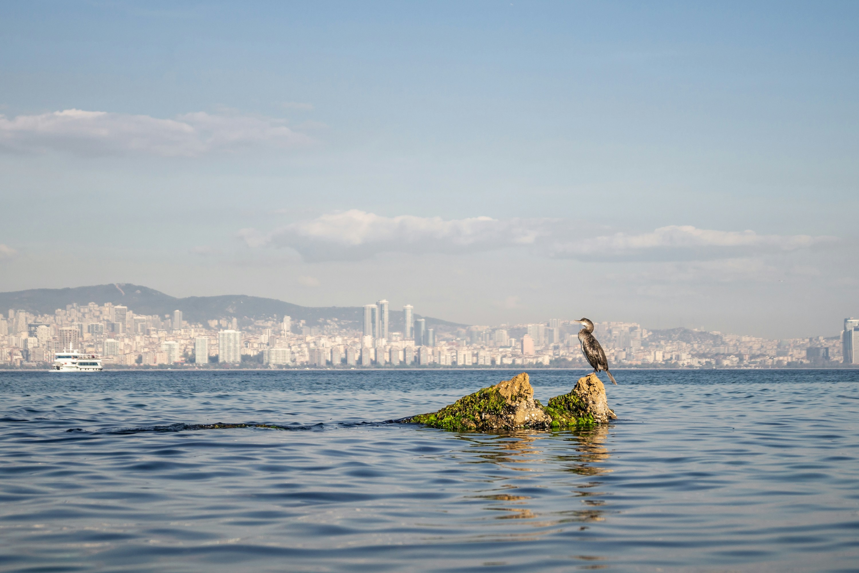 Rock Heron Watching the City from Inland Waters