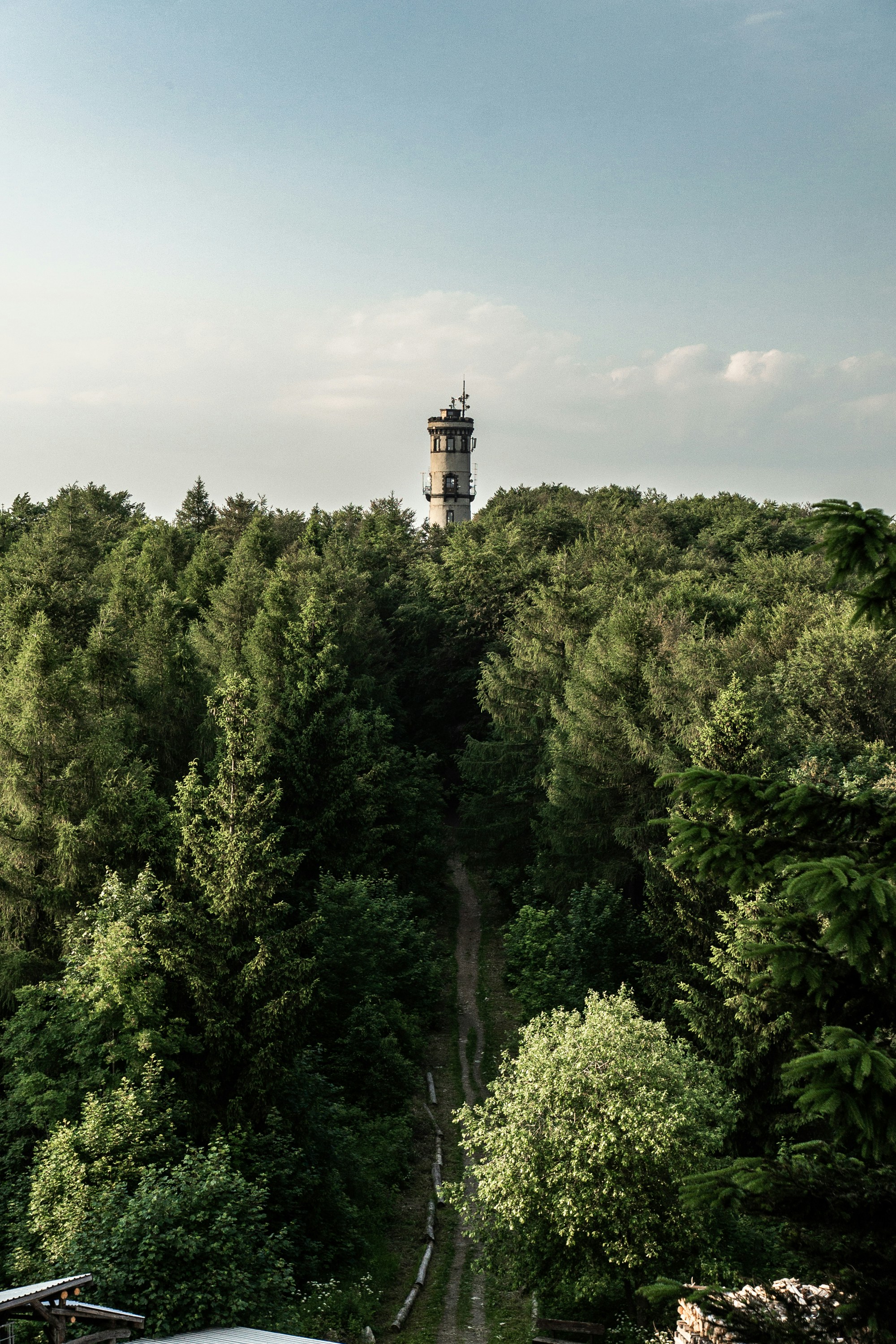Lighthouse Rising Above the Green Shuttle of Pines