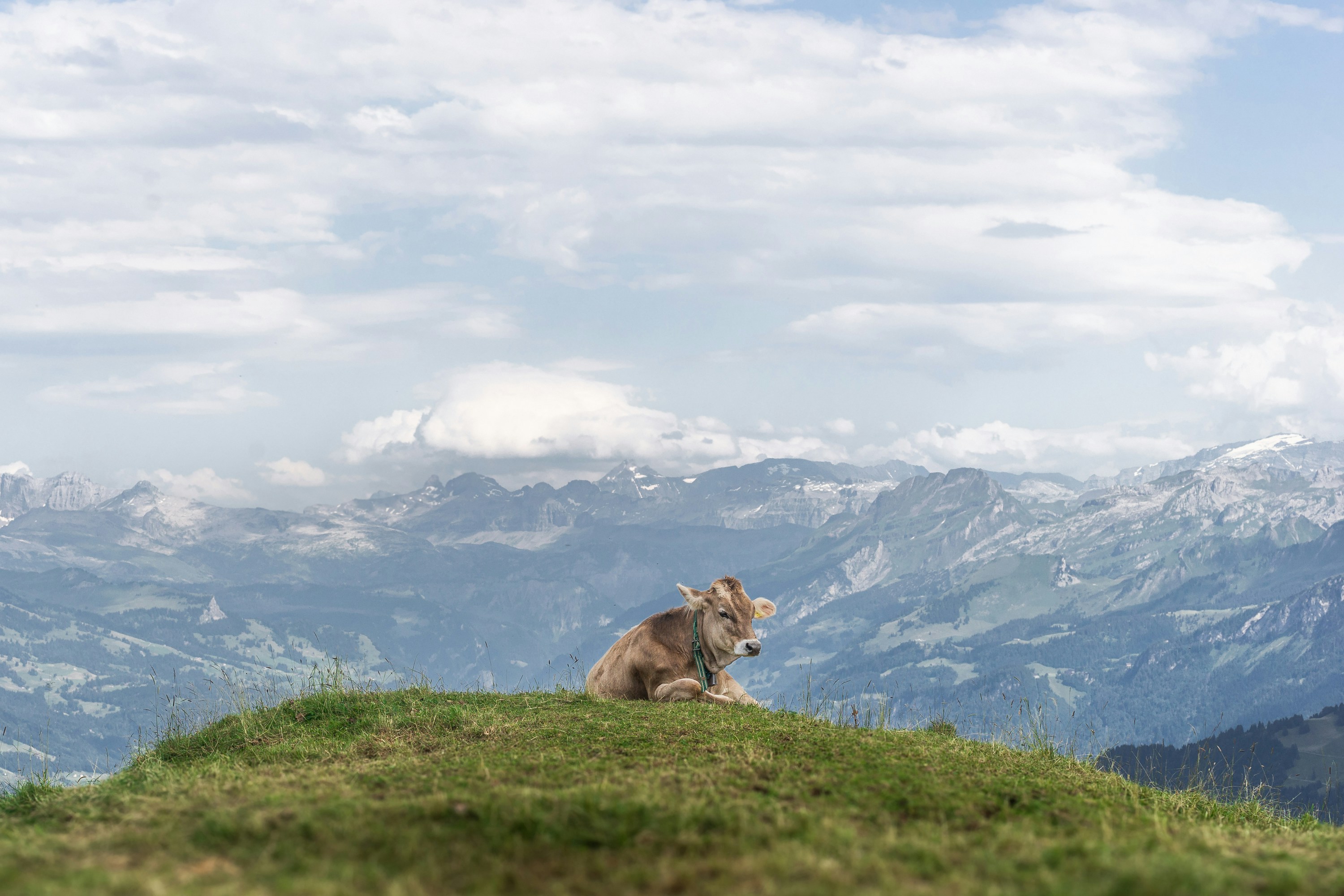 Lone Mountain Dog Contemplating the Ridge