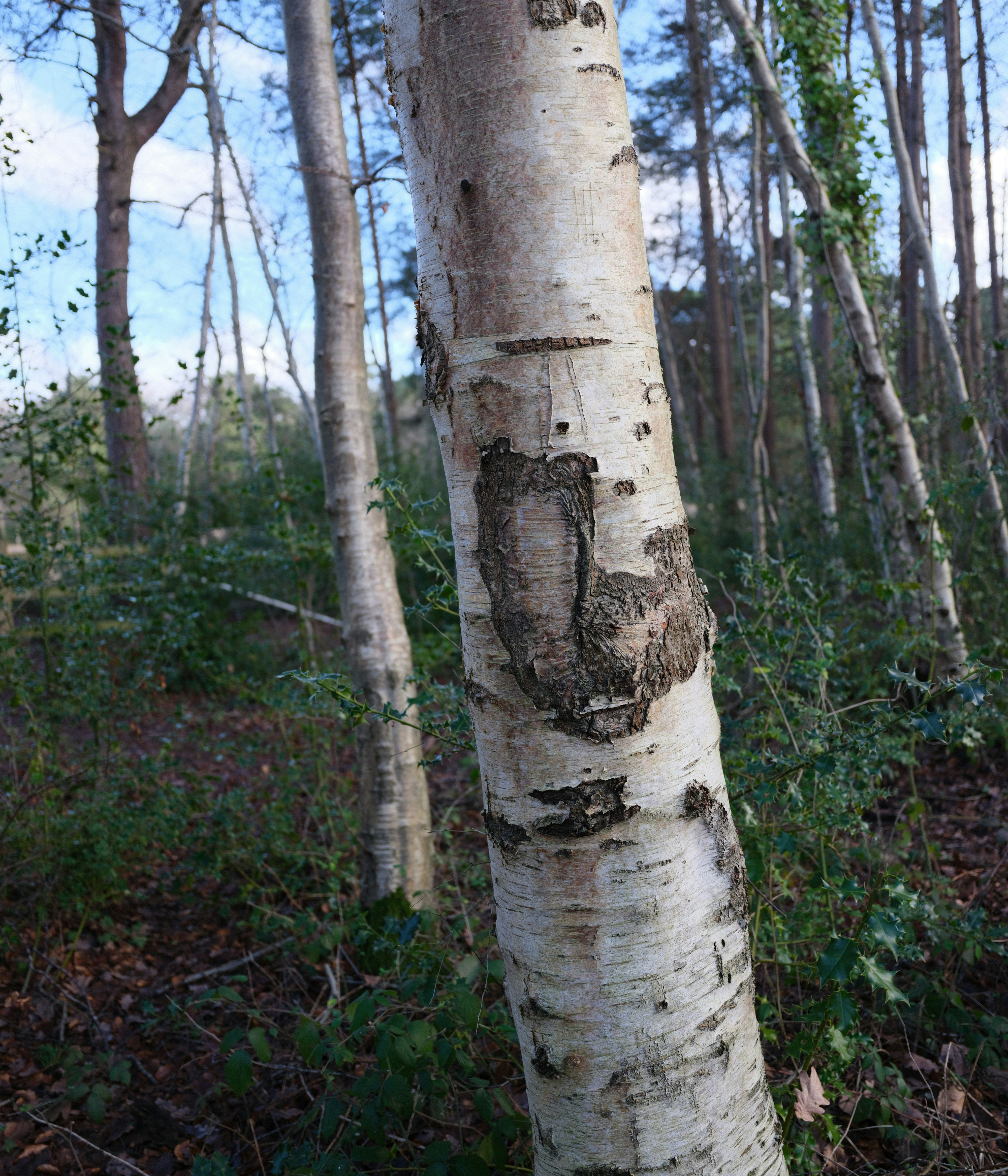 Birch Portrait in a Quiet Forest