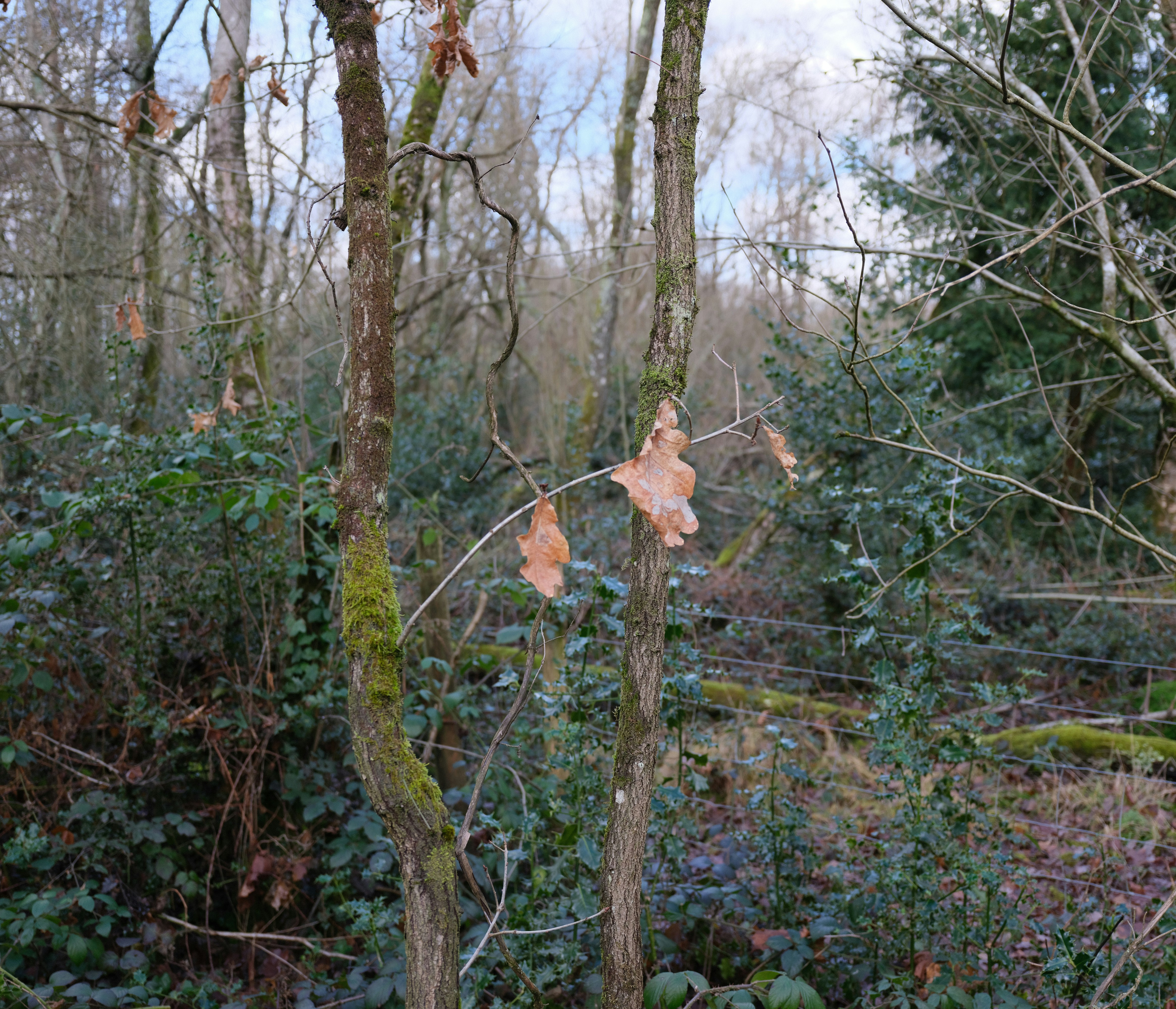Winter Pathway: Mossy Trees and Faded Leaves in a Quiet Forest