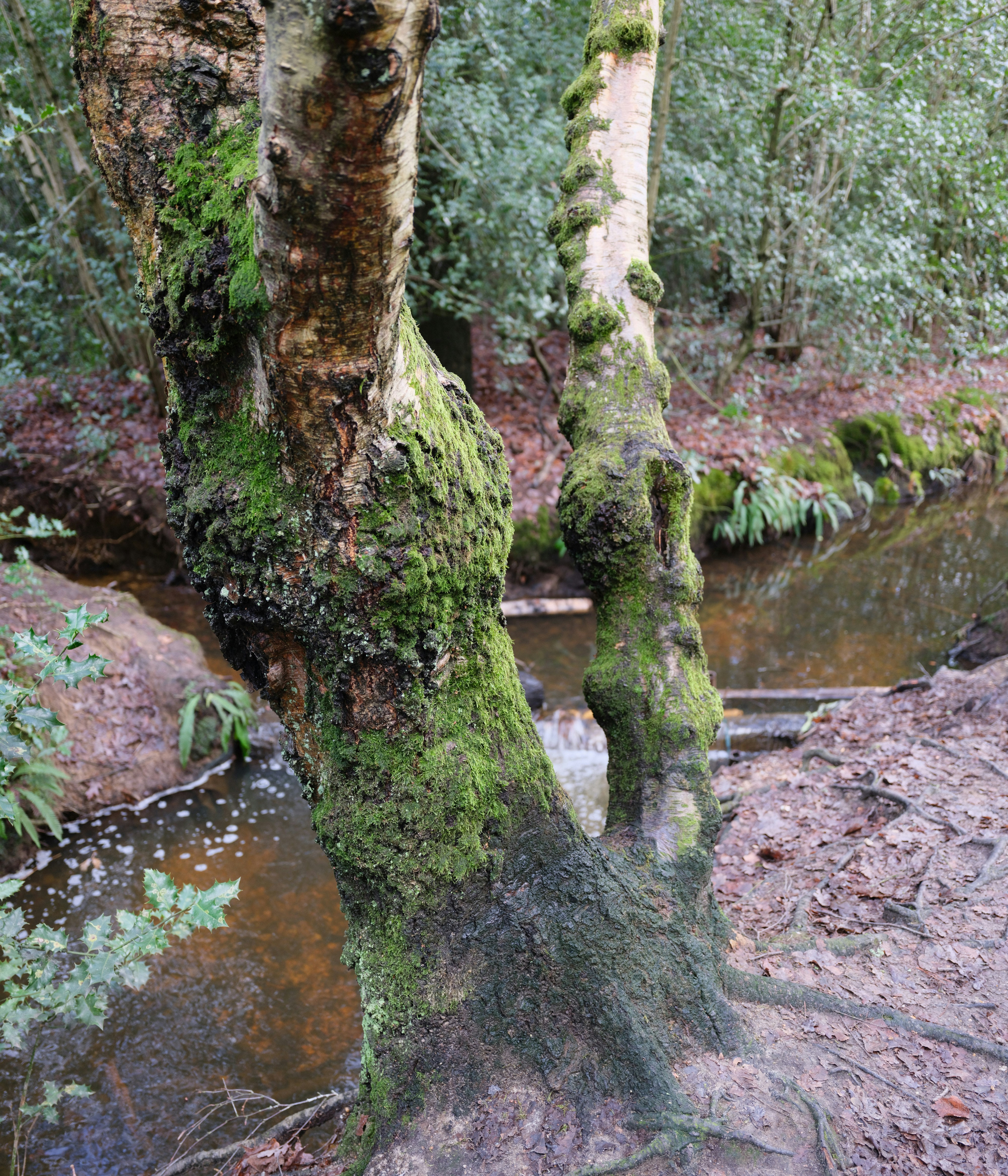 Moss-clad trunks by a mossy stream in dappled woodland