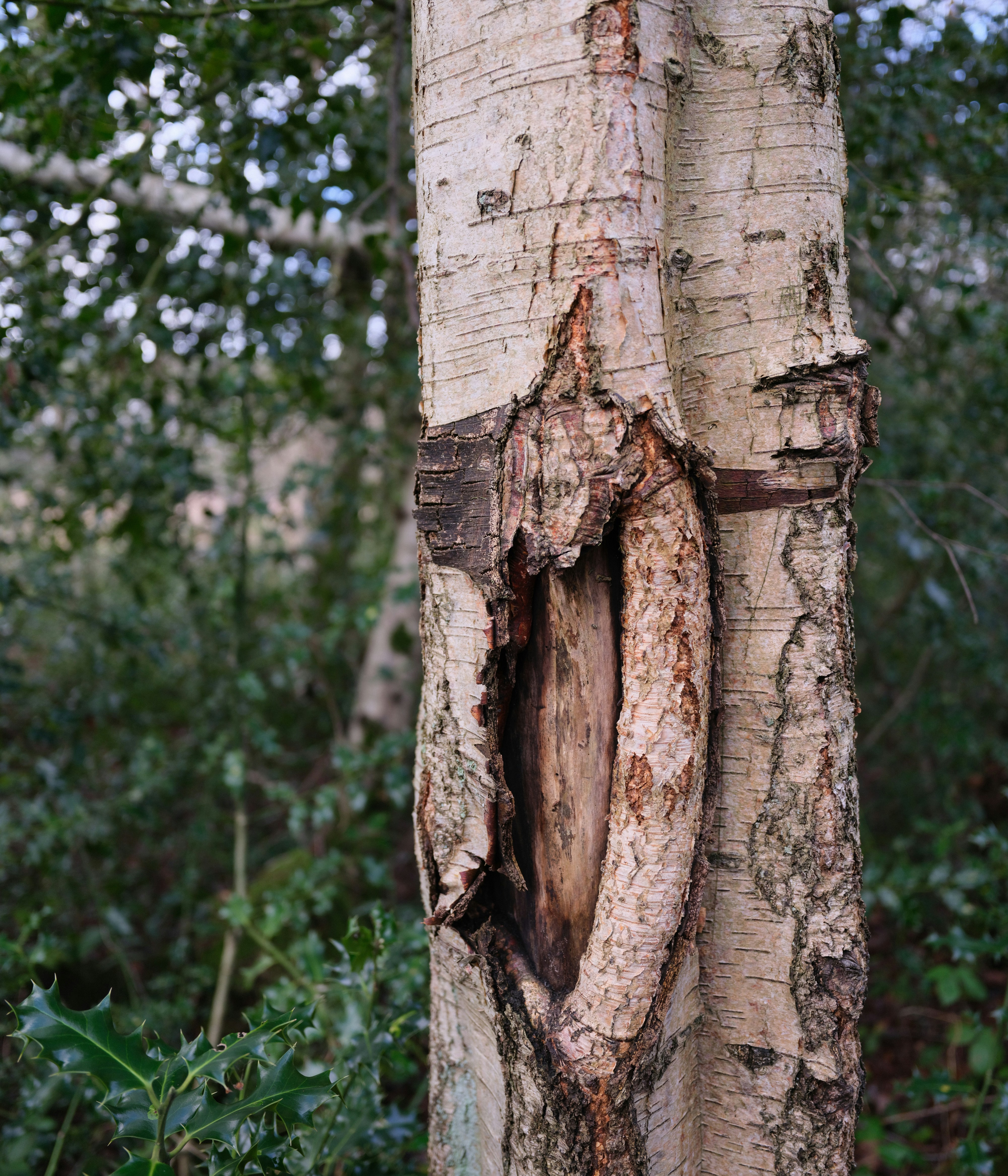 Split Bark Sentinel: A Hollow Within a Birch