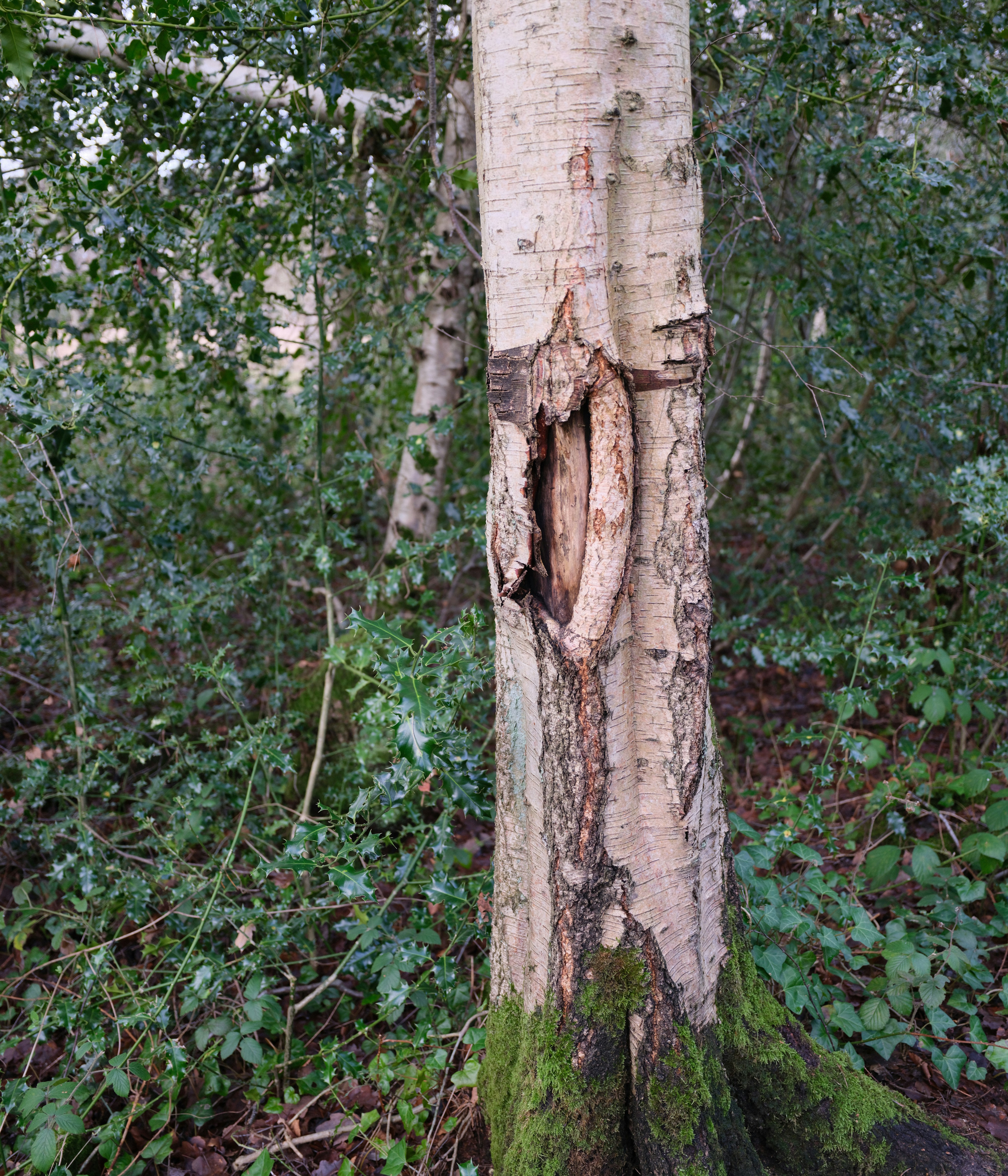 A tree trunk with a distinctive knot and mossy base.
