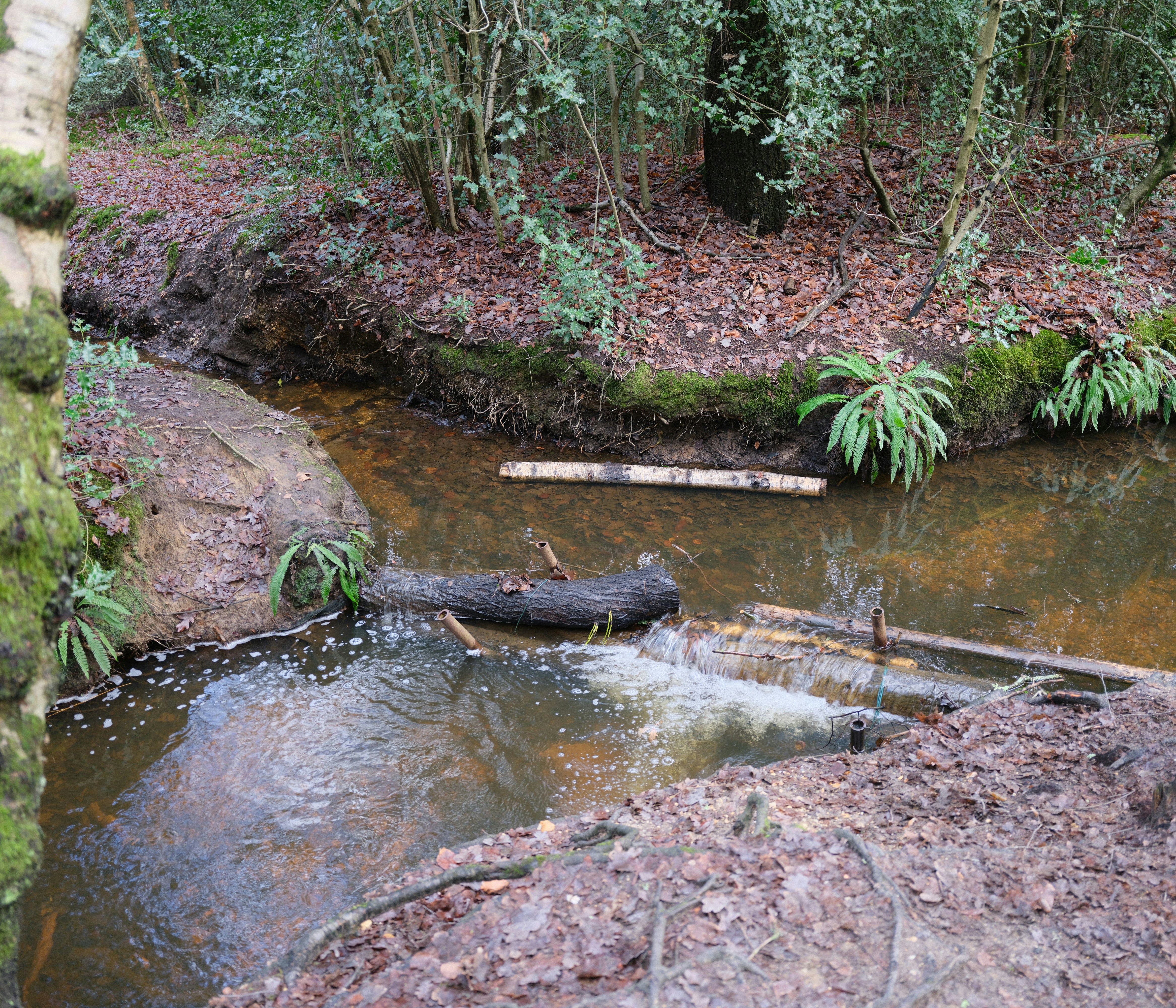 Forest Creek with Log Fender and Gentle Water Flow