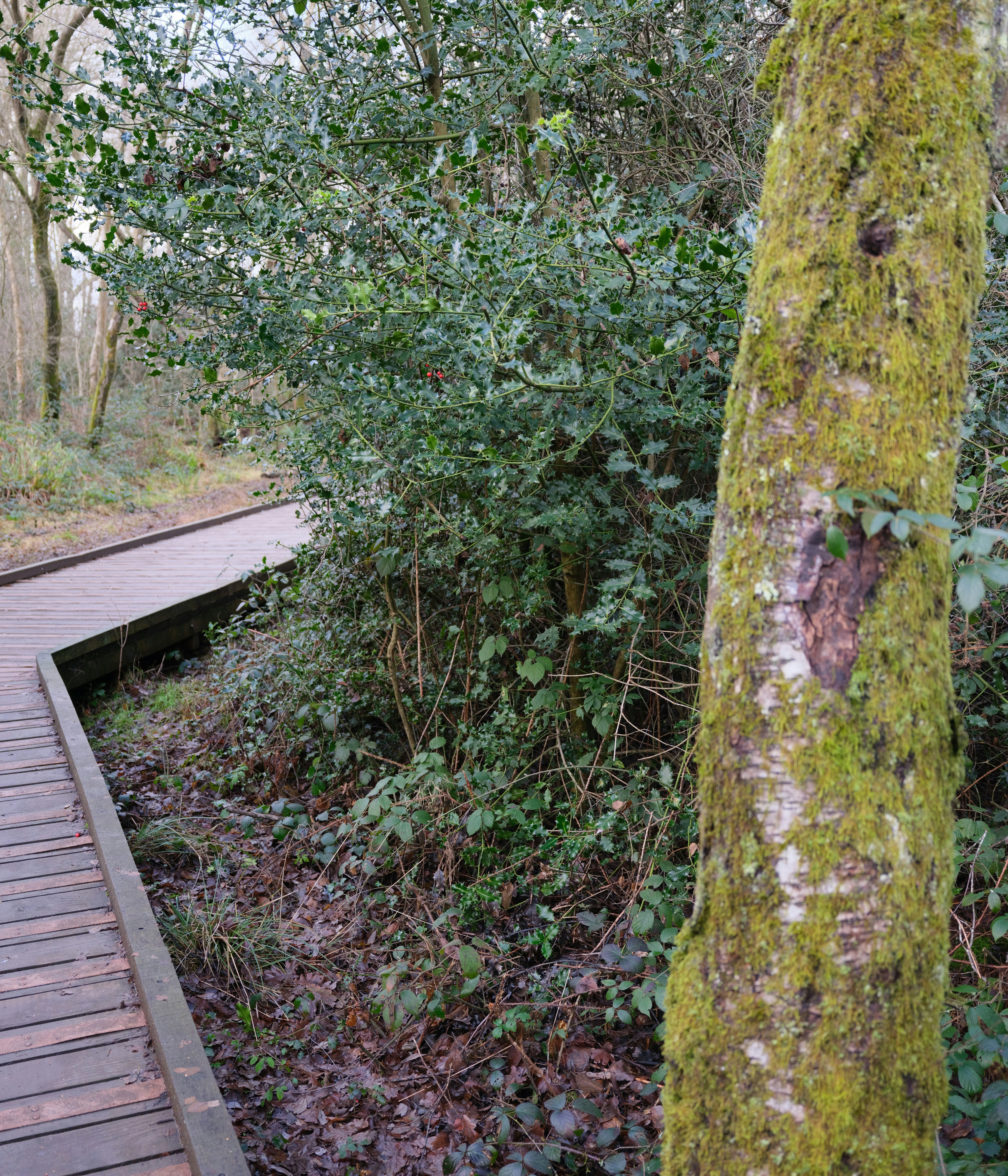 Mossy Trunk by the Boardwalk: A Quiet Forest Frame