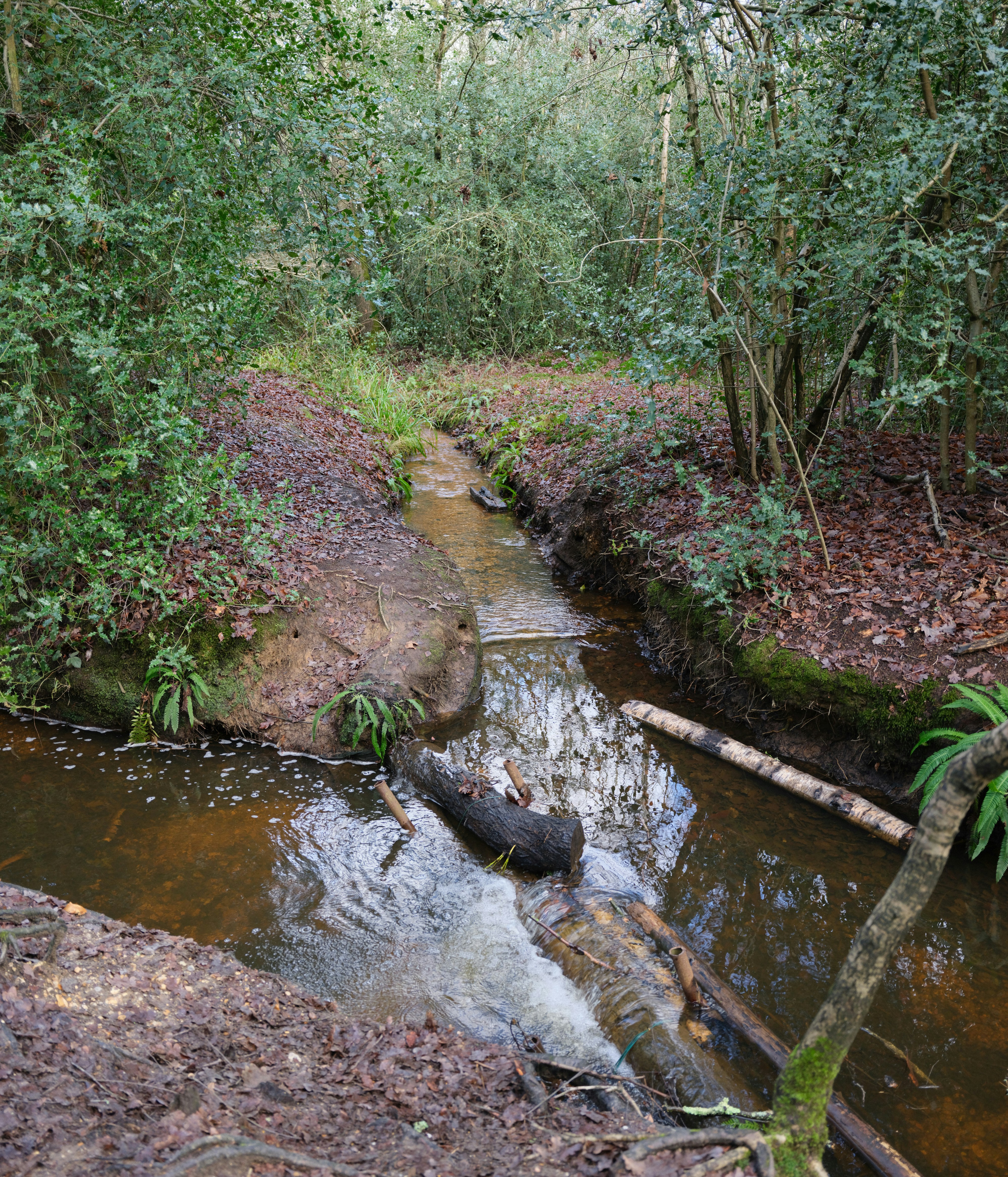 Whispering Brook in the Leaf-Littered Glen