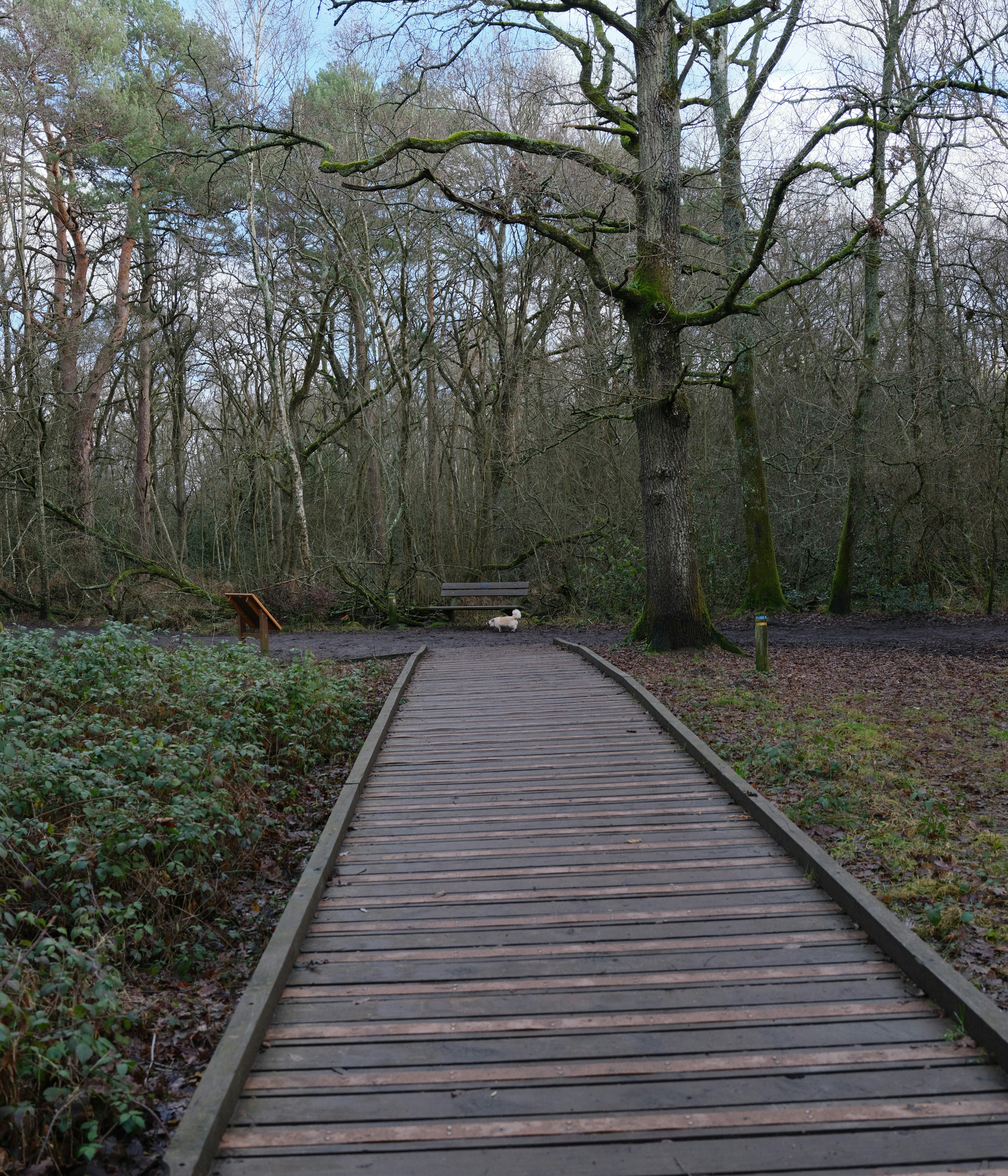 Center Path to the Park: A Wooden Walkway Leading to Quiet Benches