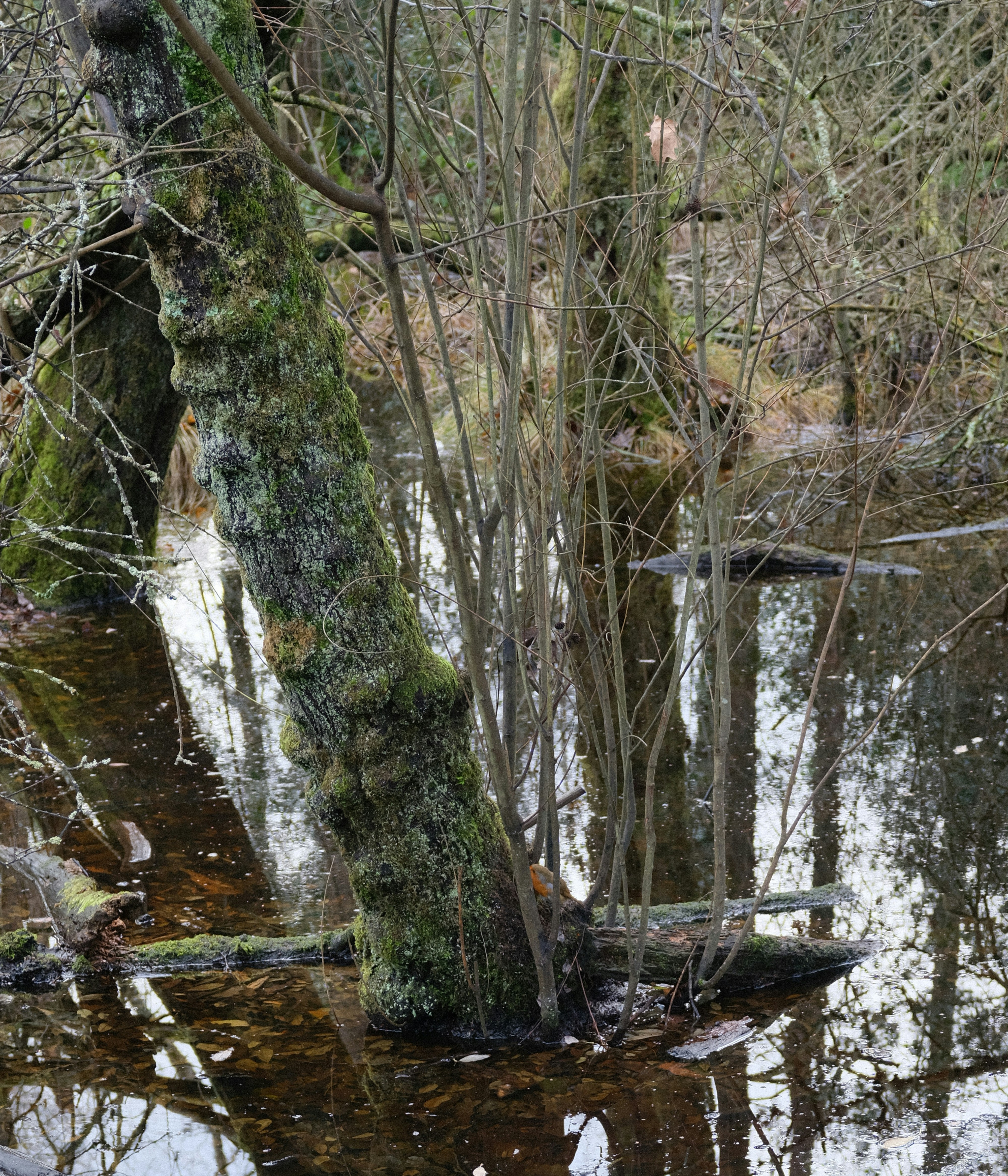 Moss-clad tree bending into still water amid a tangle of bare branches