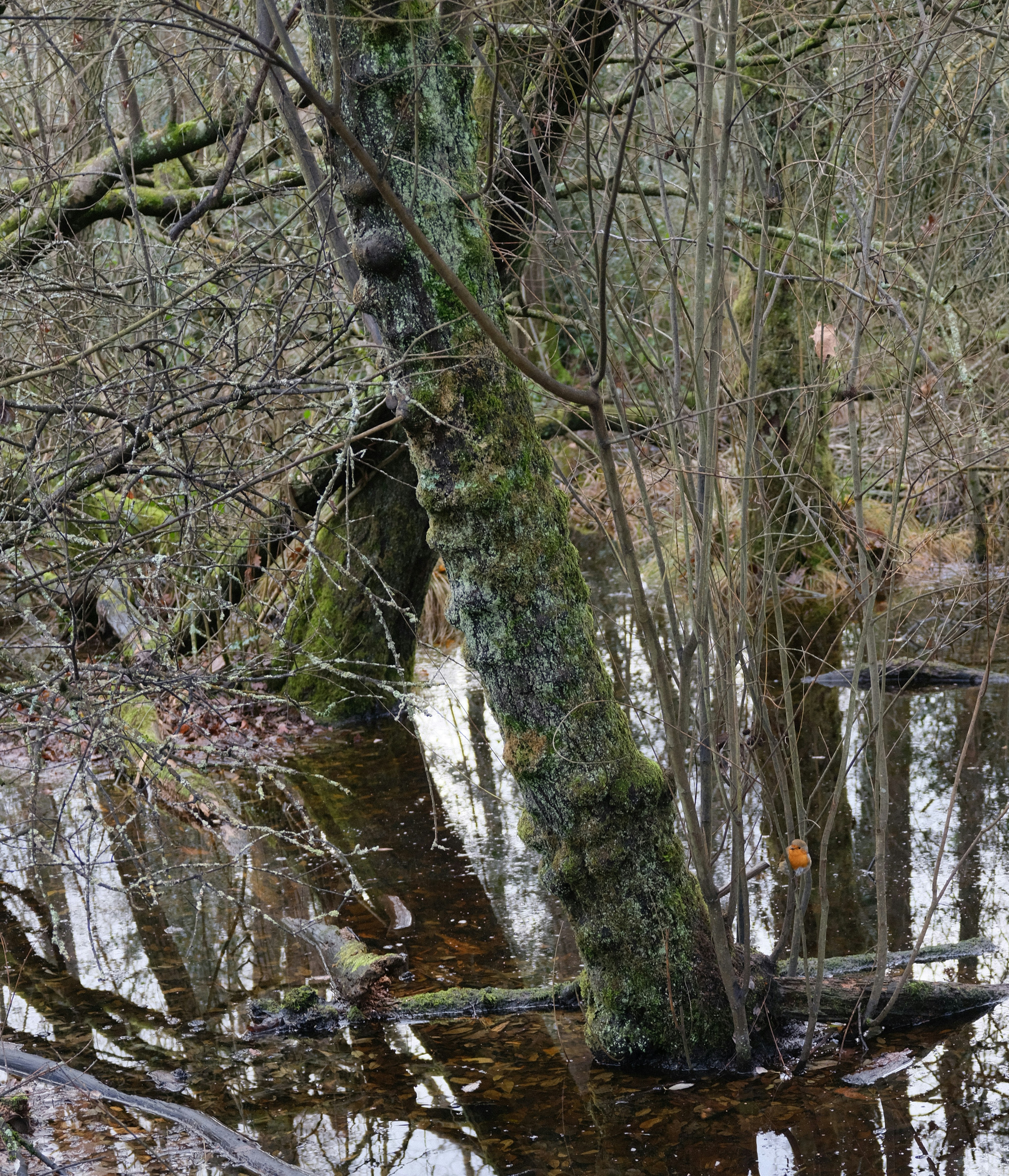  Moss-Cloaked Trunk in a Quiet Wetland Corridor