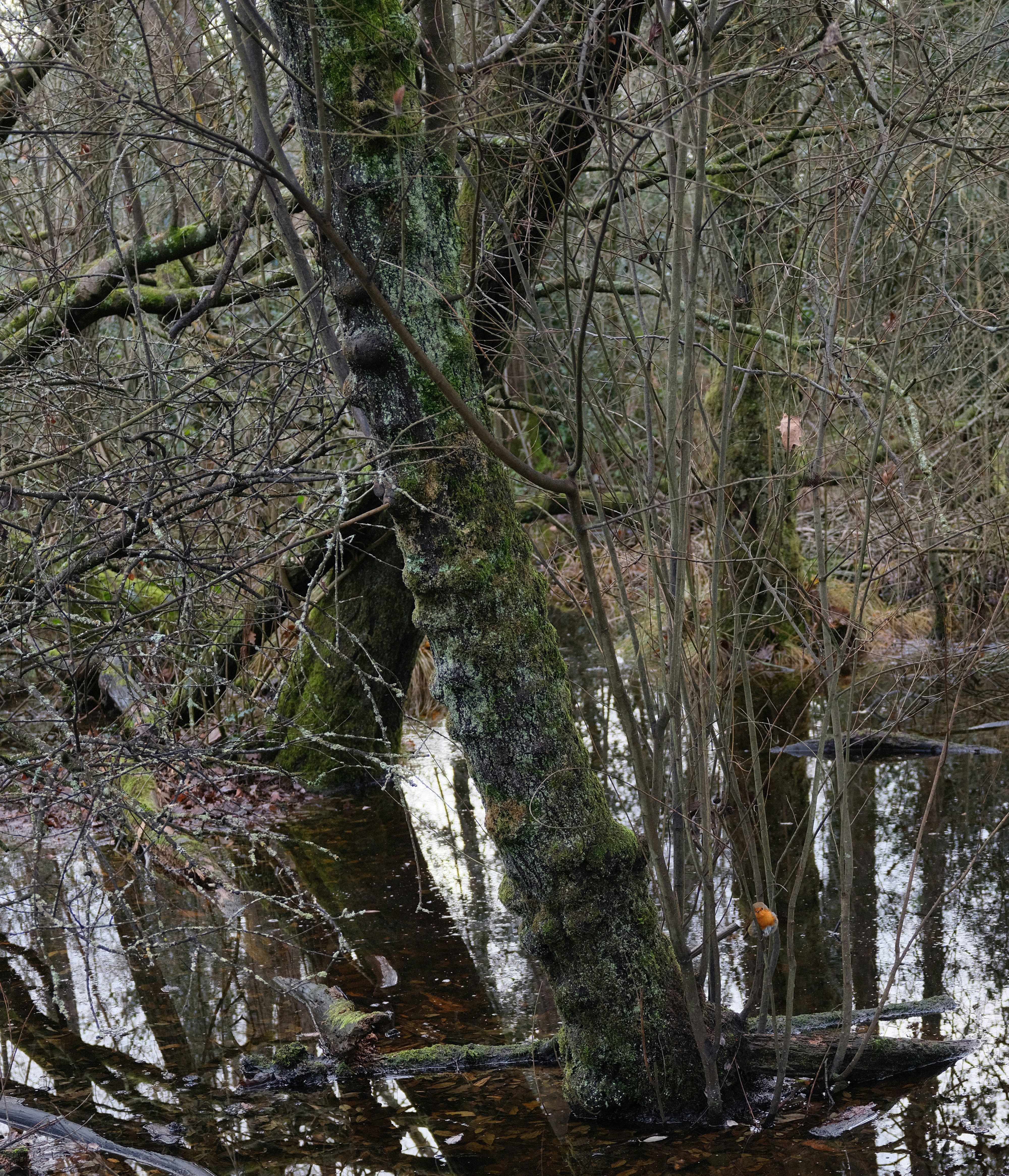 Moss-Covered Trunk in a Quiet Wetland