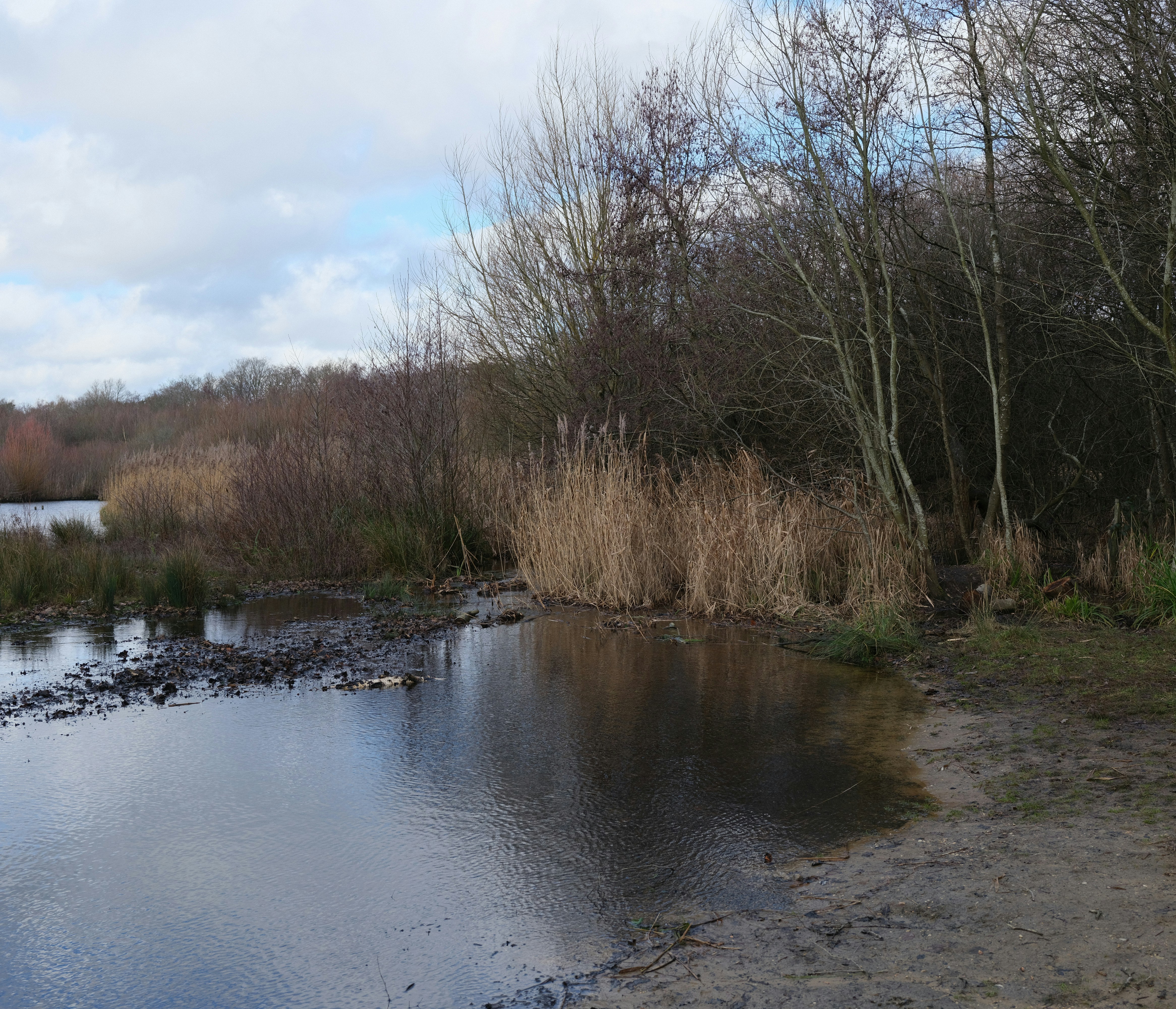 A calm lake with reeds and trees on the bank