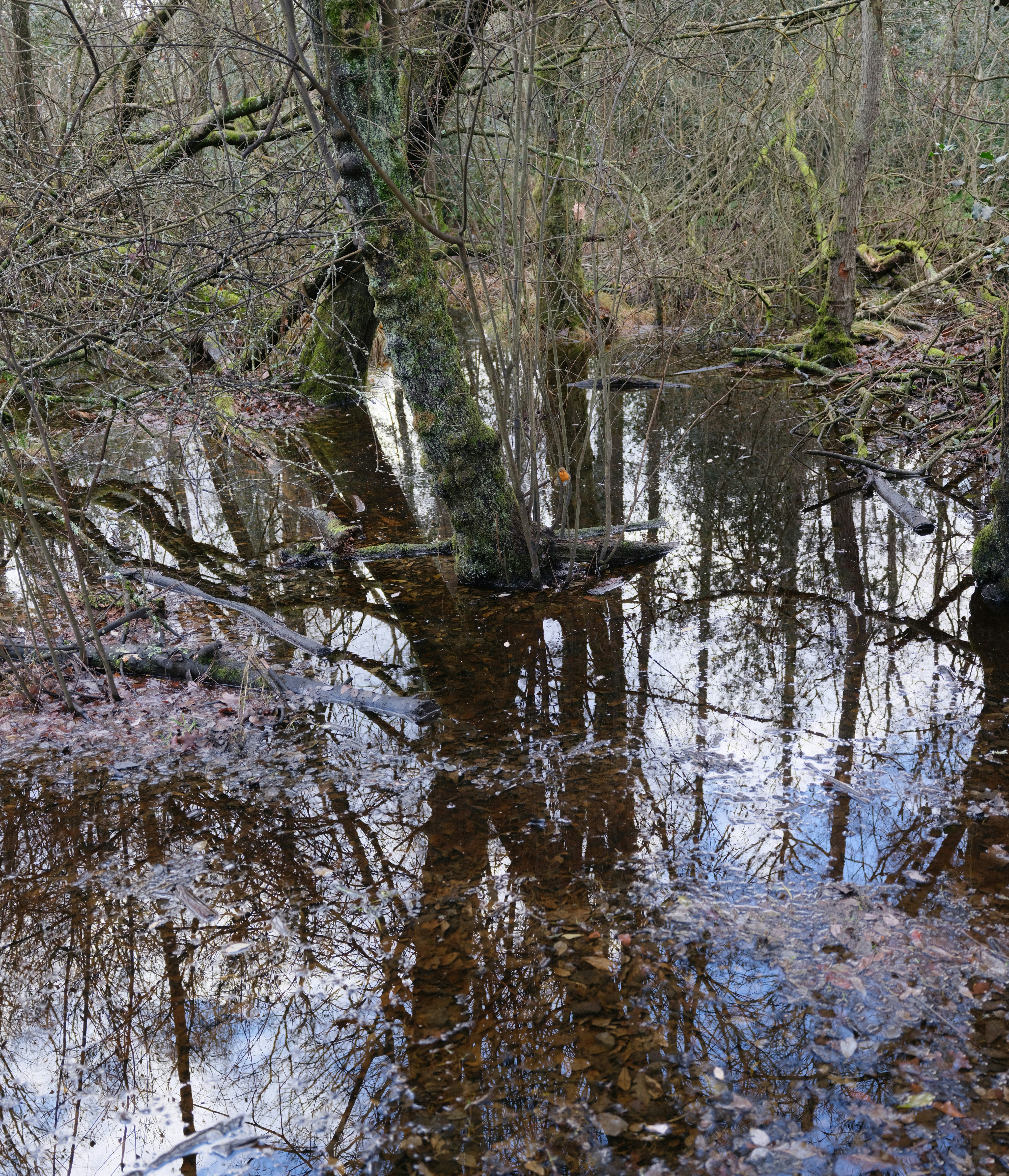 Reflections in a Quiet Wetland: Trees Stretched Across the Still Water