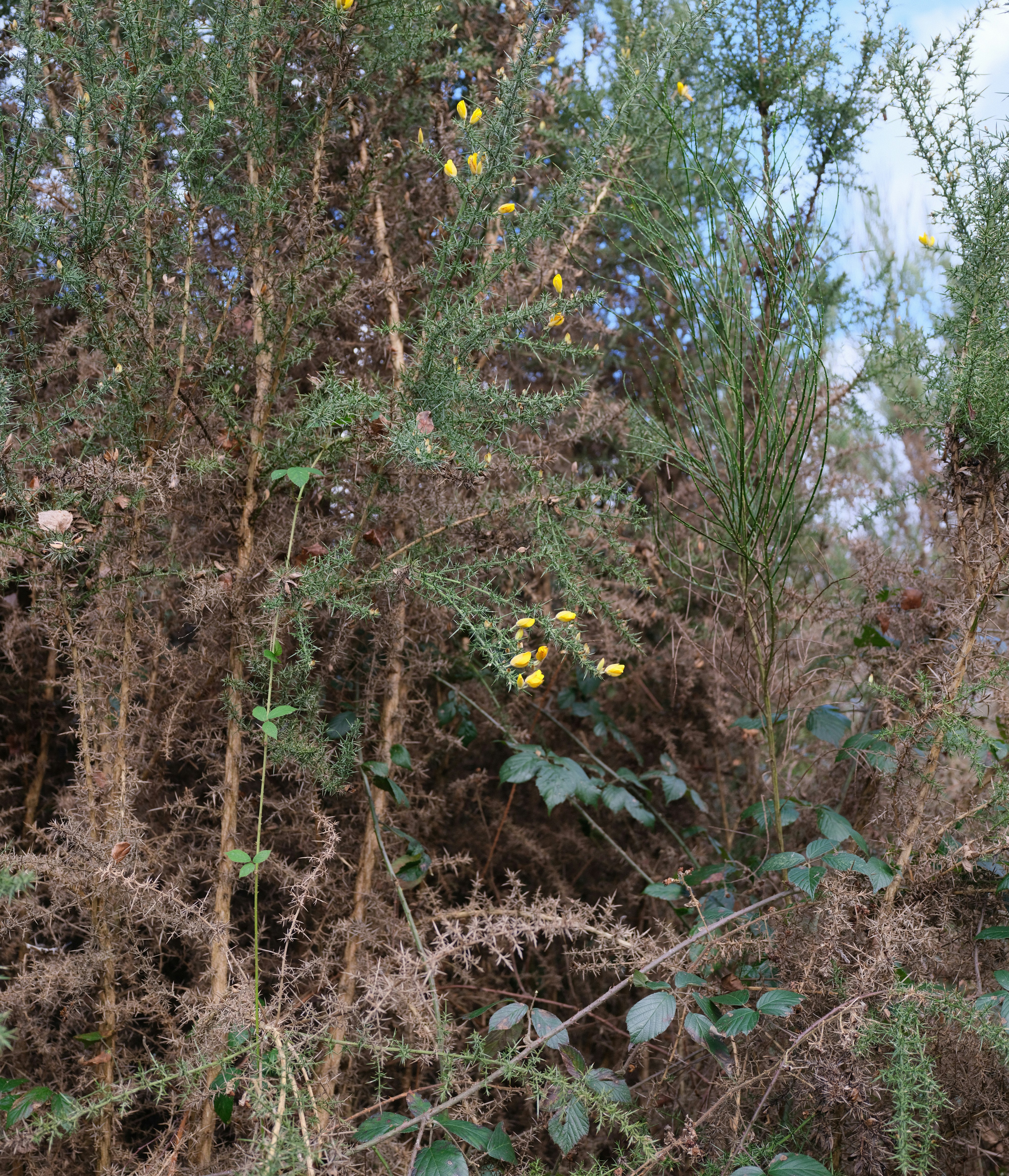 Wildflower Undertones: A Dense Thicket in Quiet Bloom