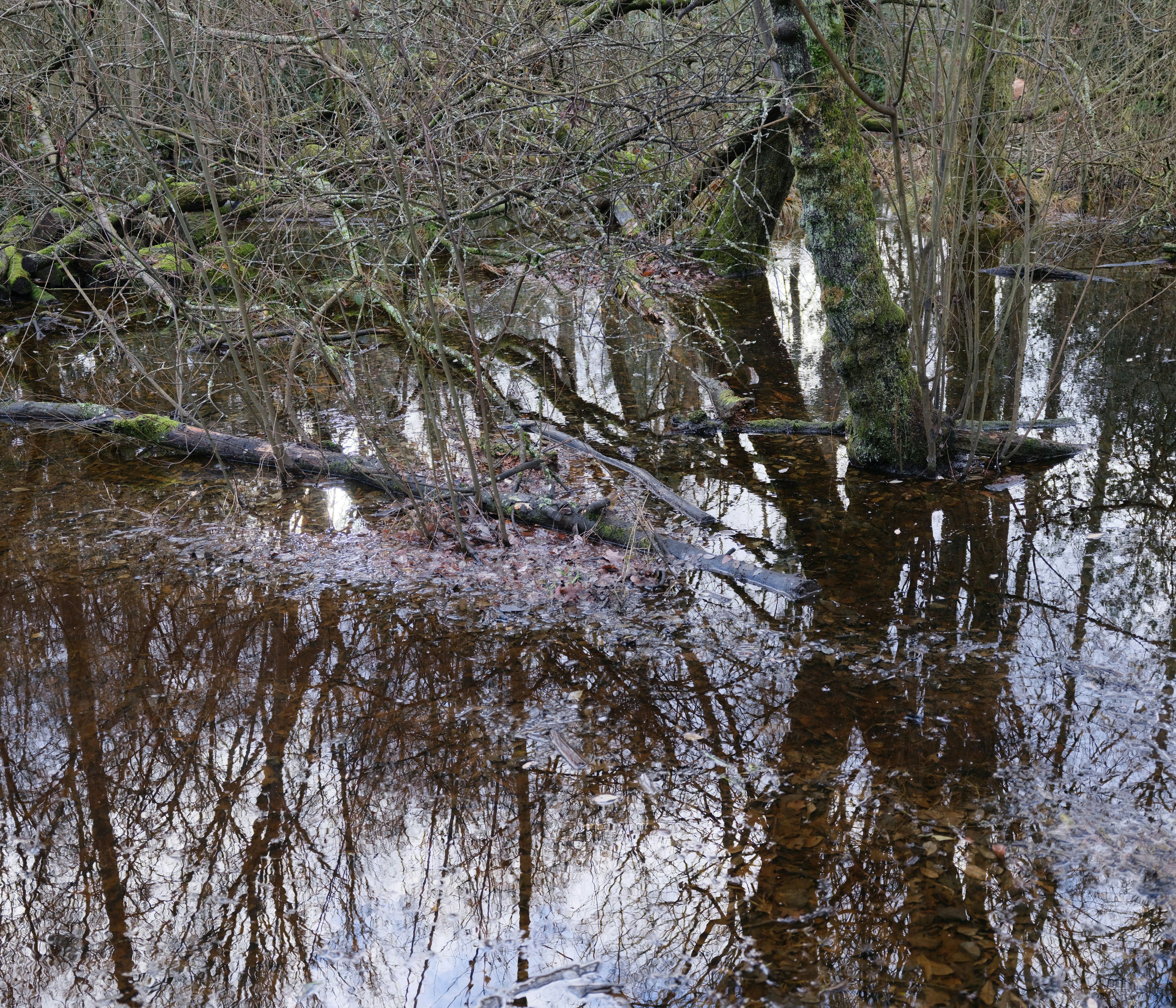 Reflections in a Quiet Floodplain