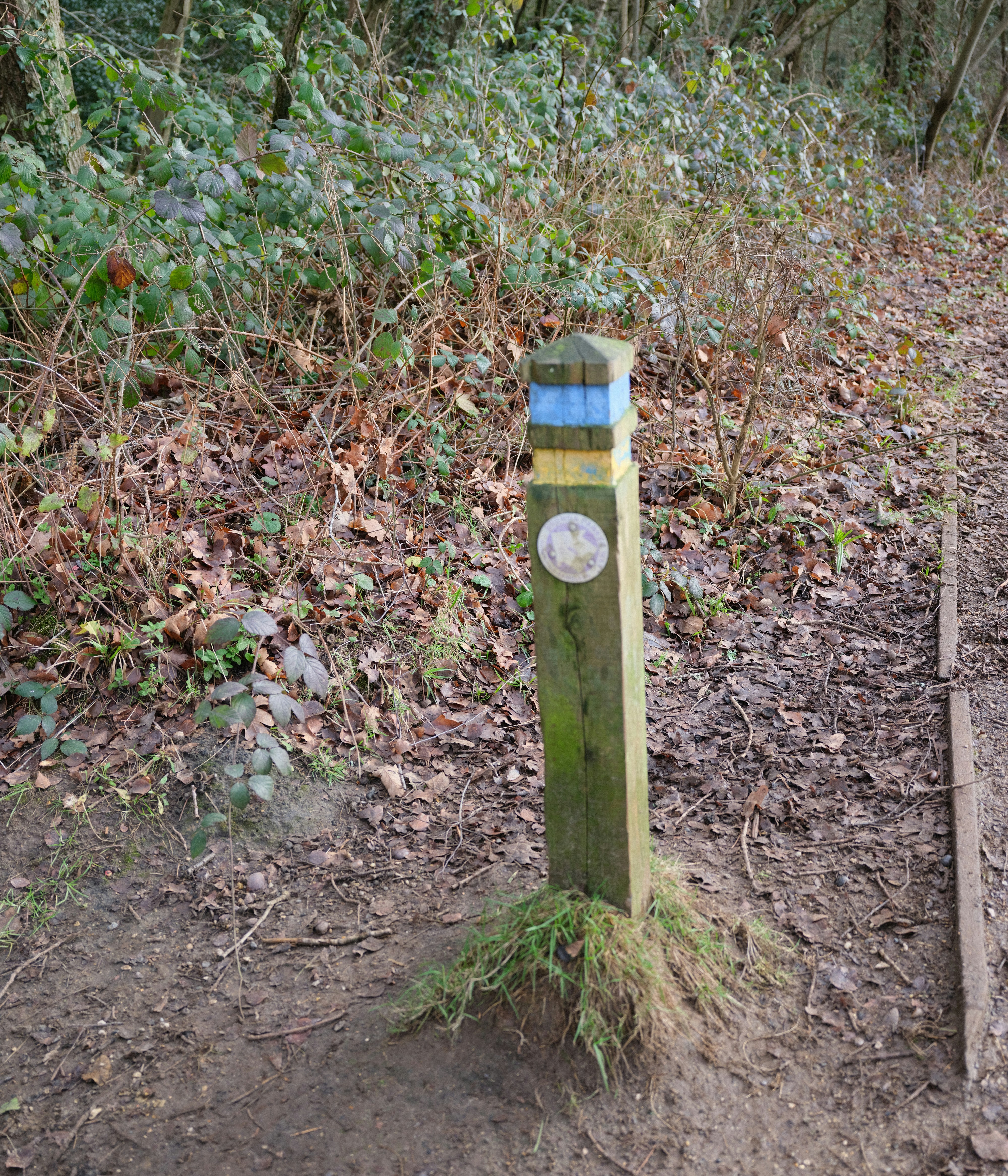 Wooden post with blue and yellow markers on woodland path
