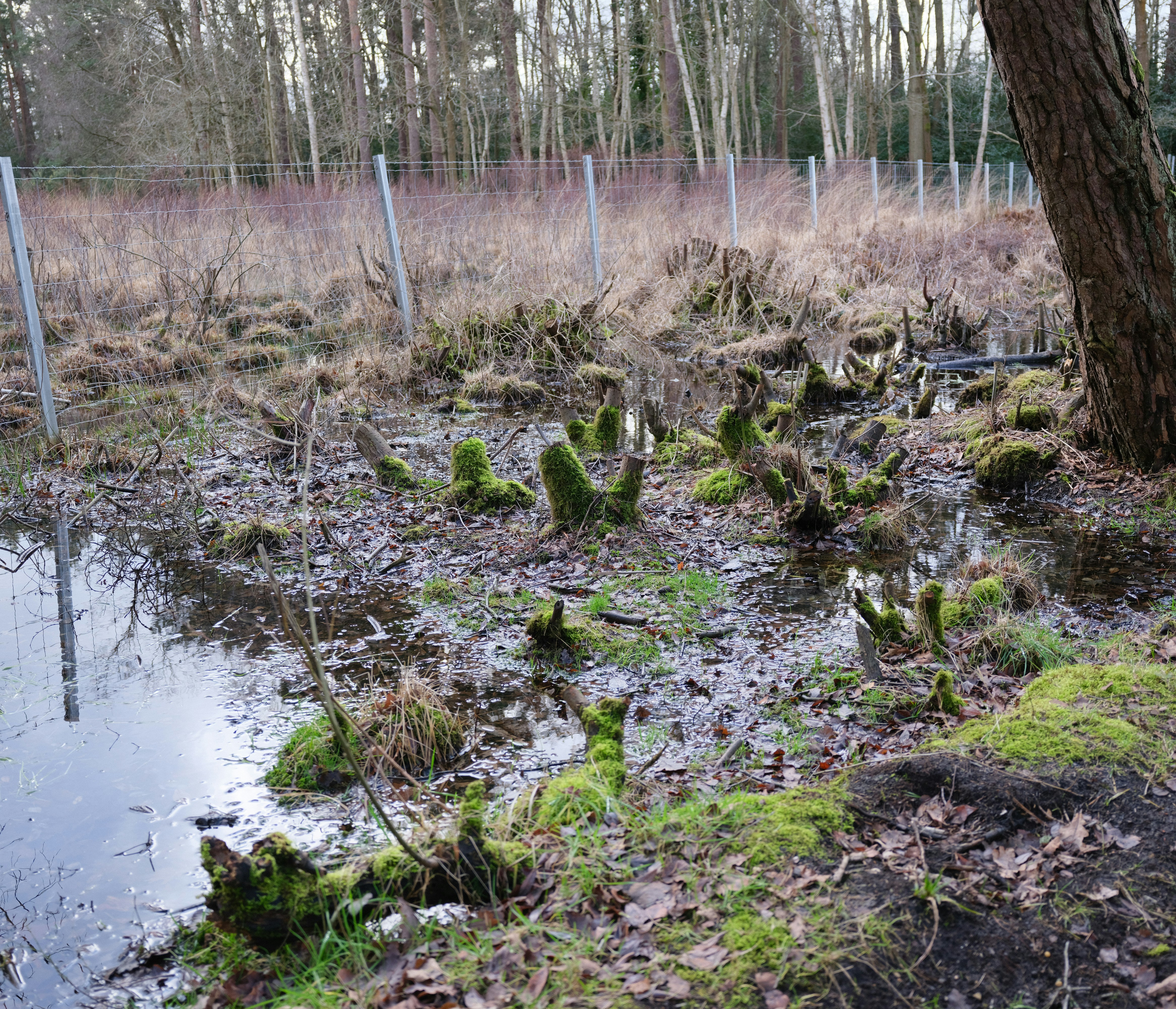 Moss-Cilled Stumps in Rain-Soaked Scrub by a Fenced Wood
