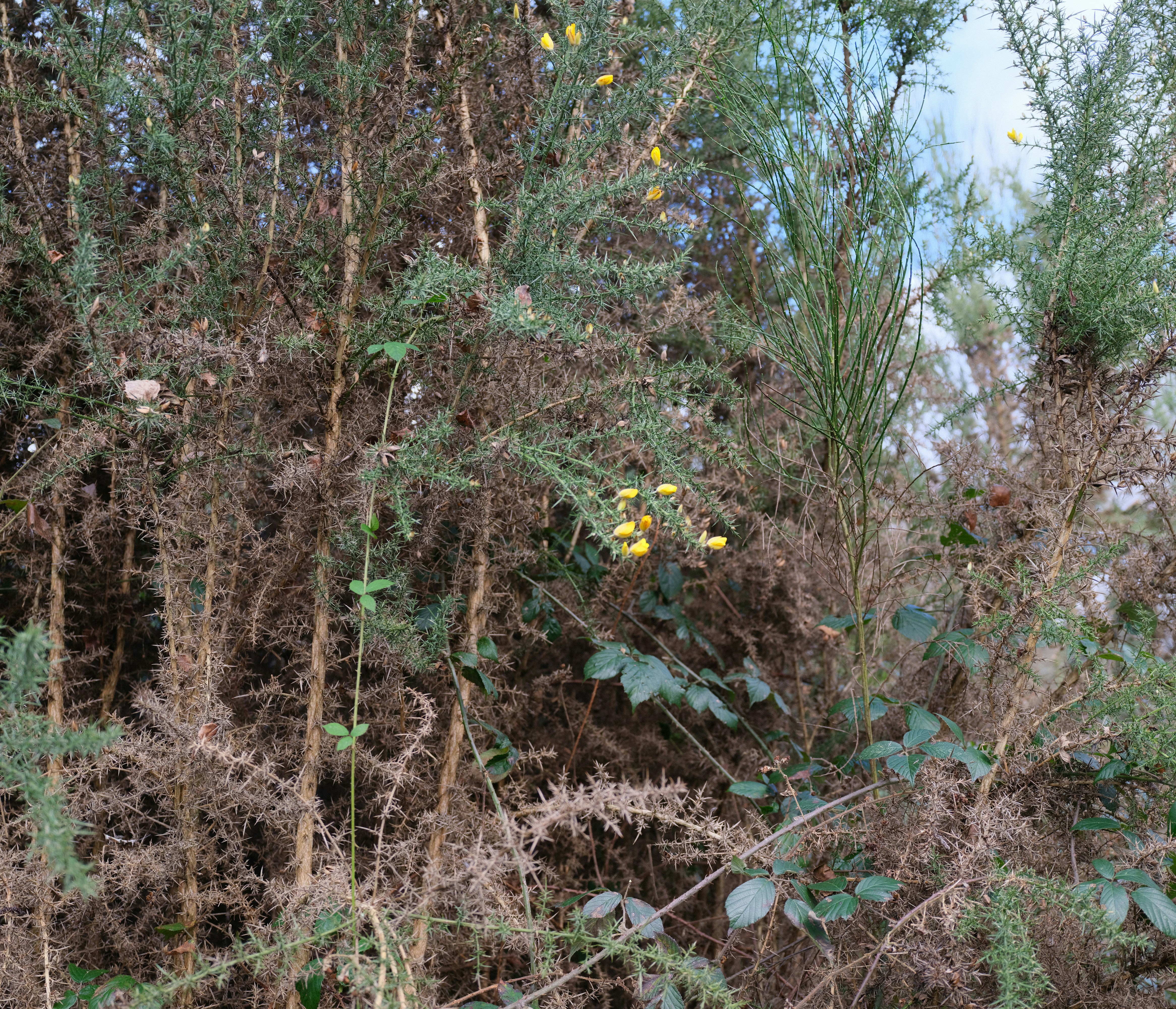 Weaving Thistles and Wildflowers in a Quiet Hedge