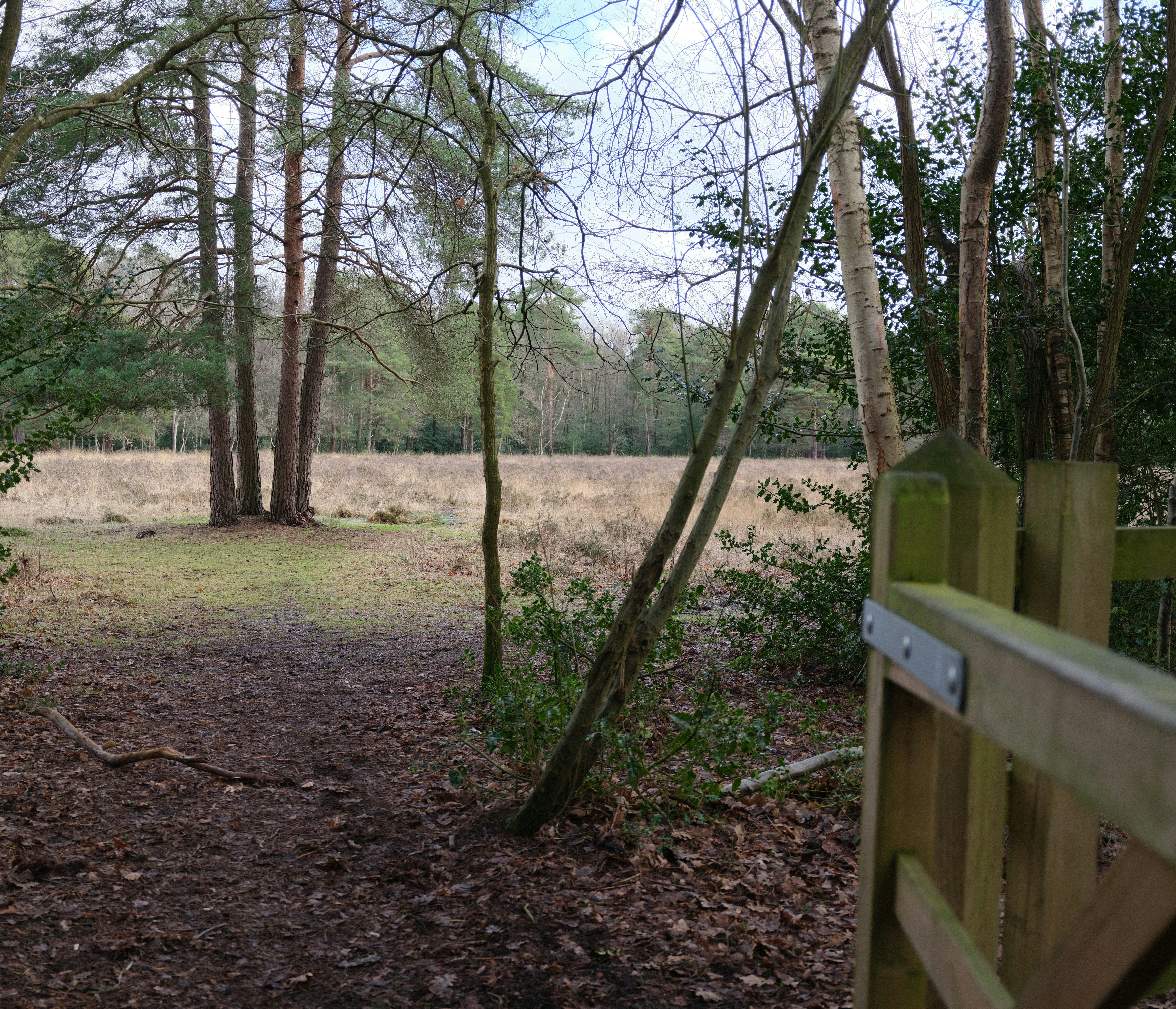 Wooden gate opening to a field in a forest