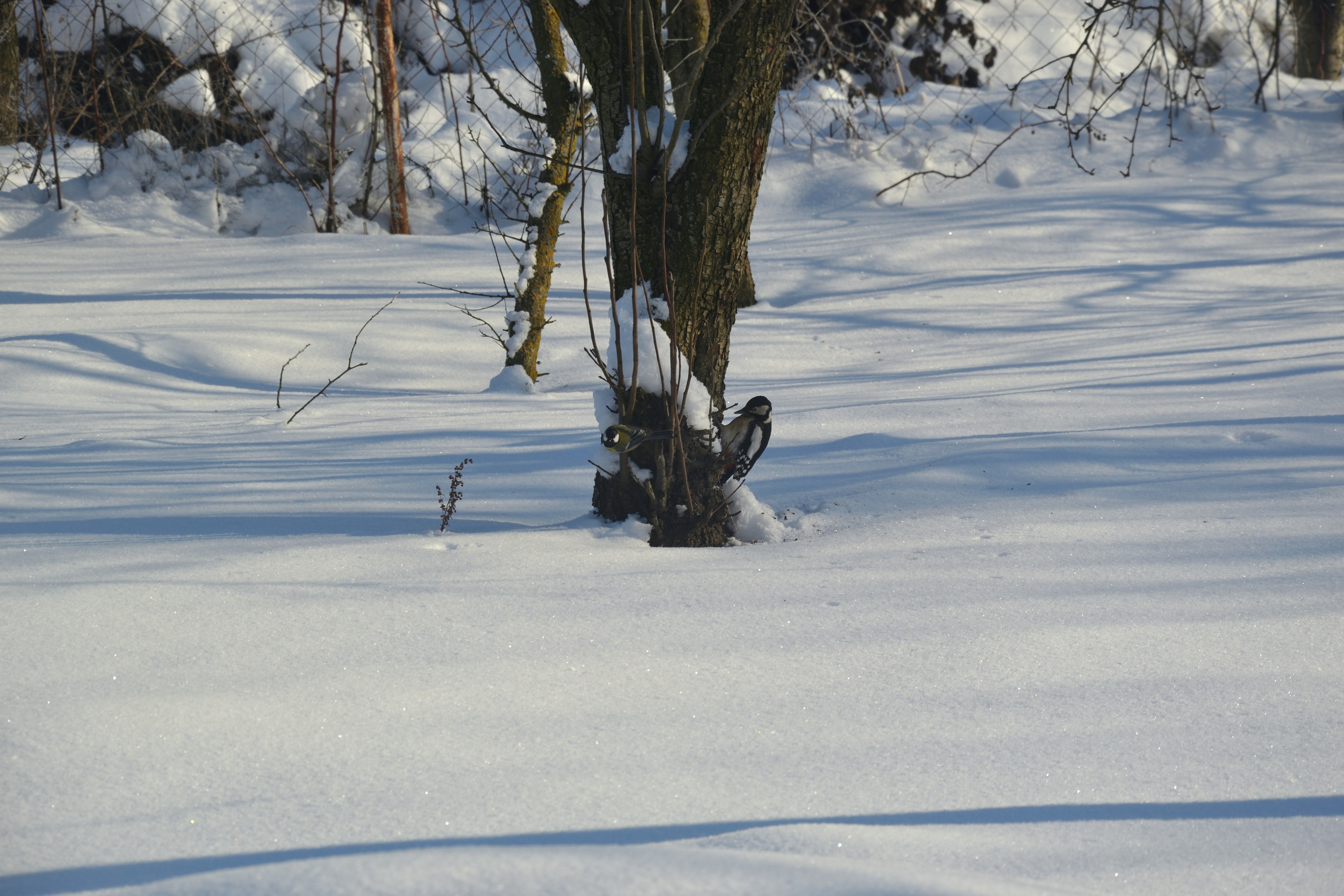 Snowbound Birch with Bird Silhouette