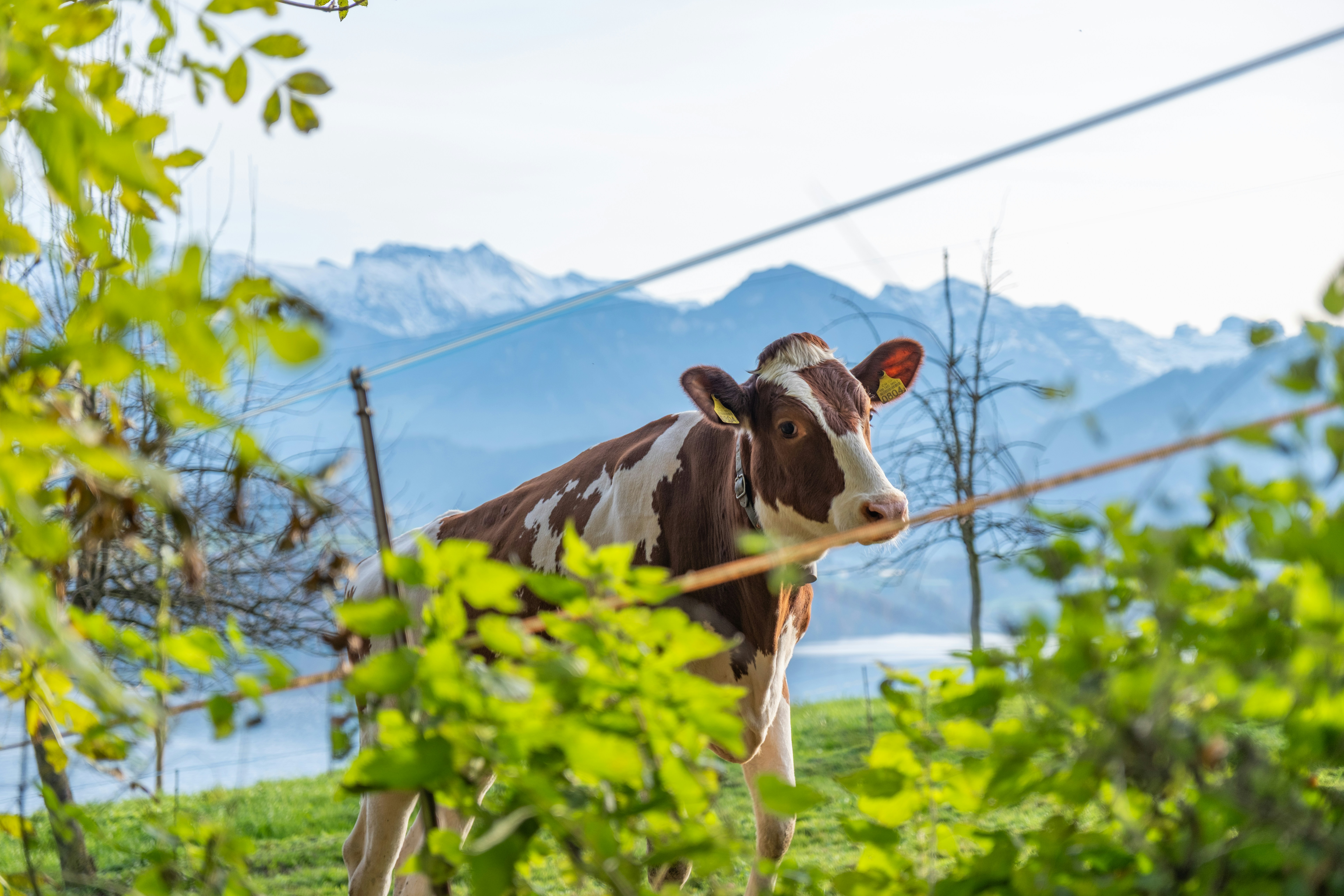 Pasture Portrait: A Curious Cow Framed by Alpine Light